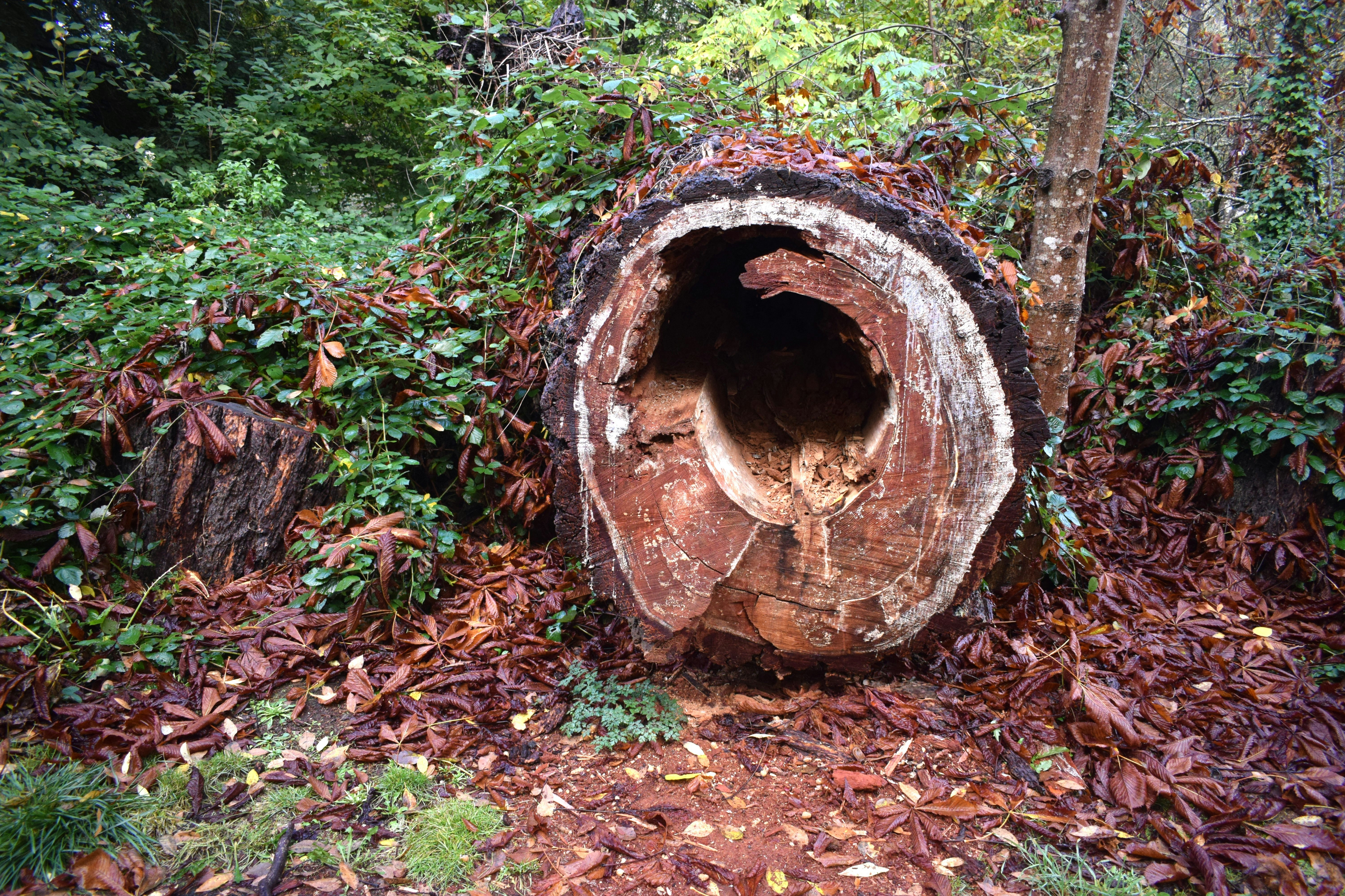 Autumn Gate: The Hollow Log Framed by Leaf-Littered Quiet