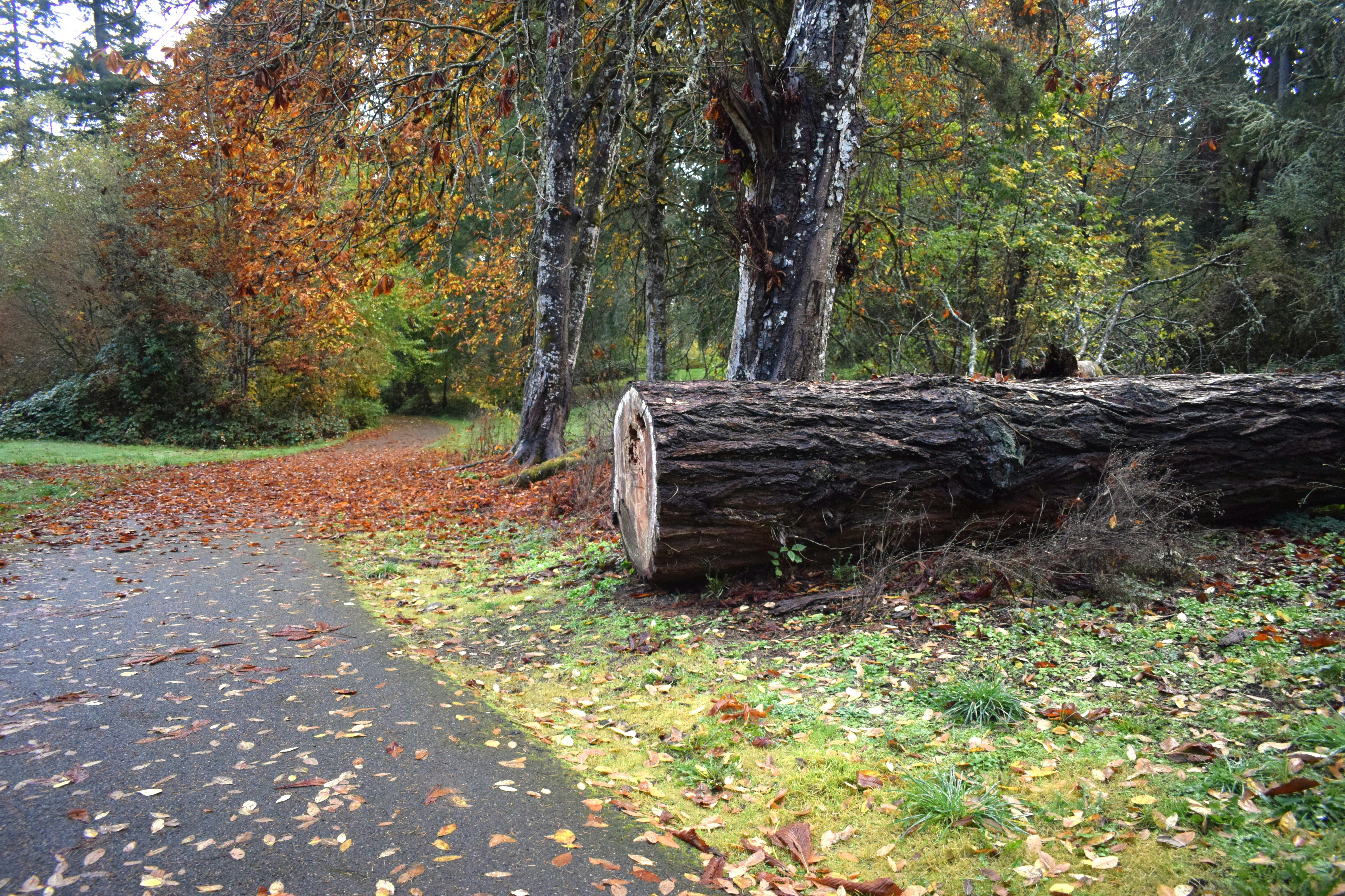 The Fallen Log Spanning a Quiet Autumn Park Path