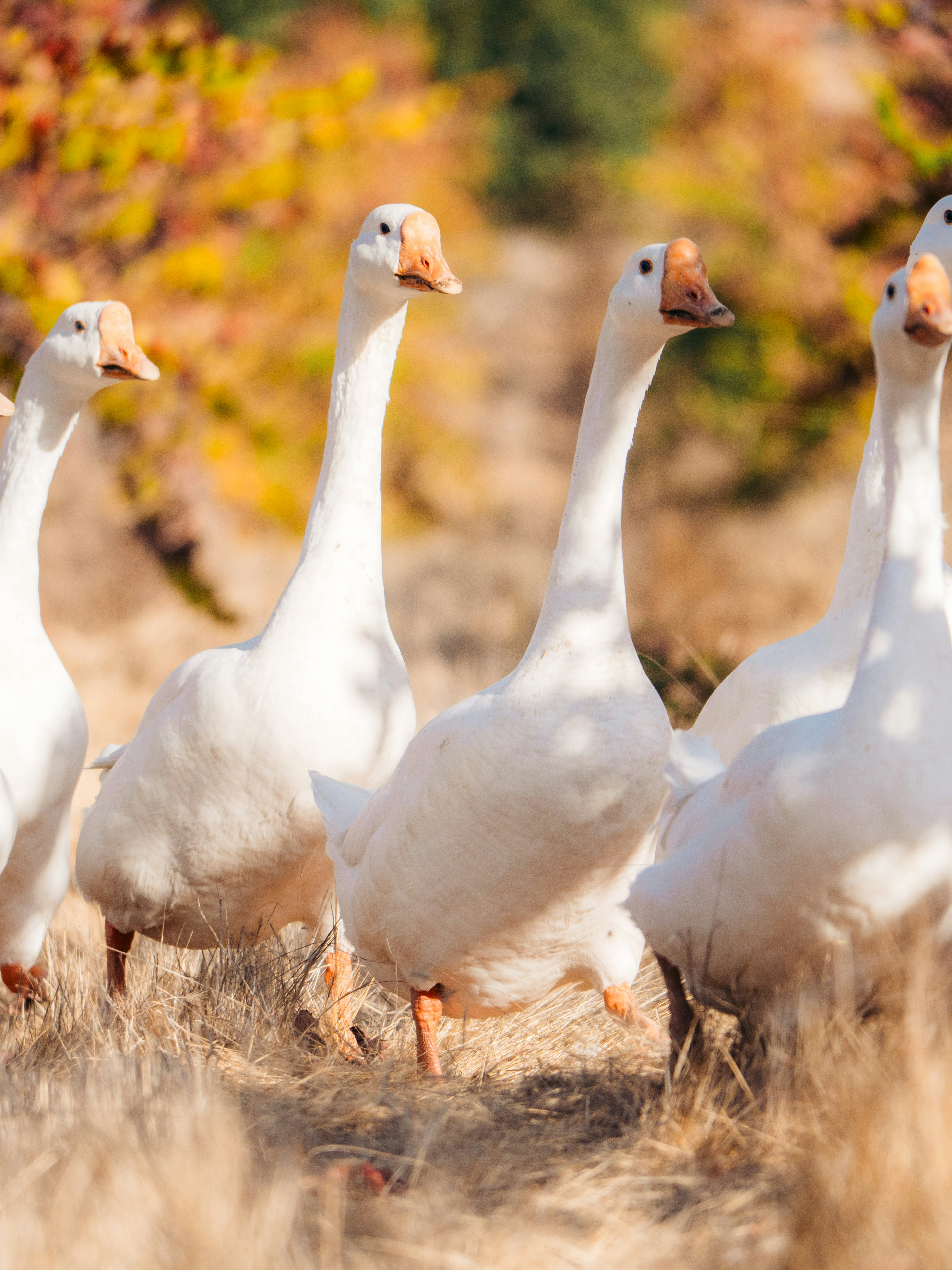A Stroll Through Autumn's Embrace: Geese on the Move