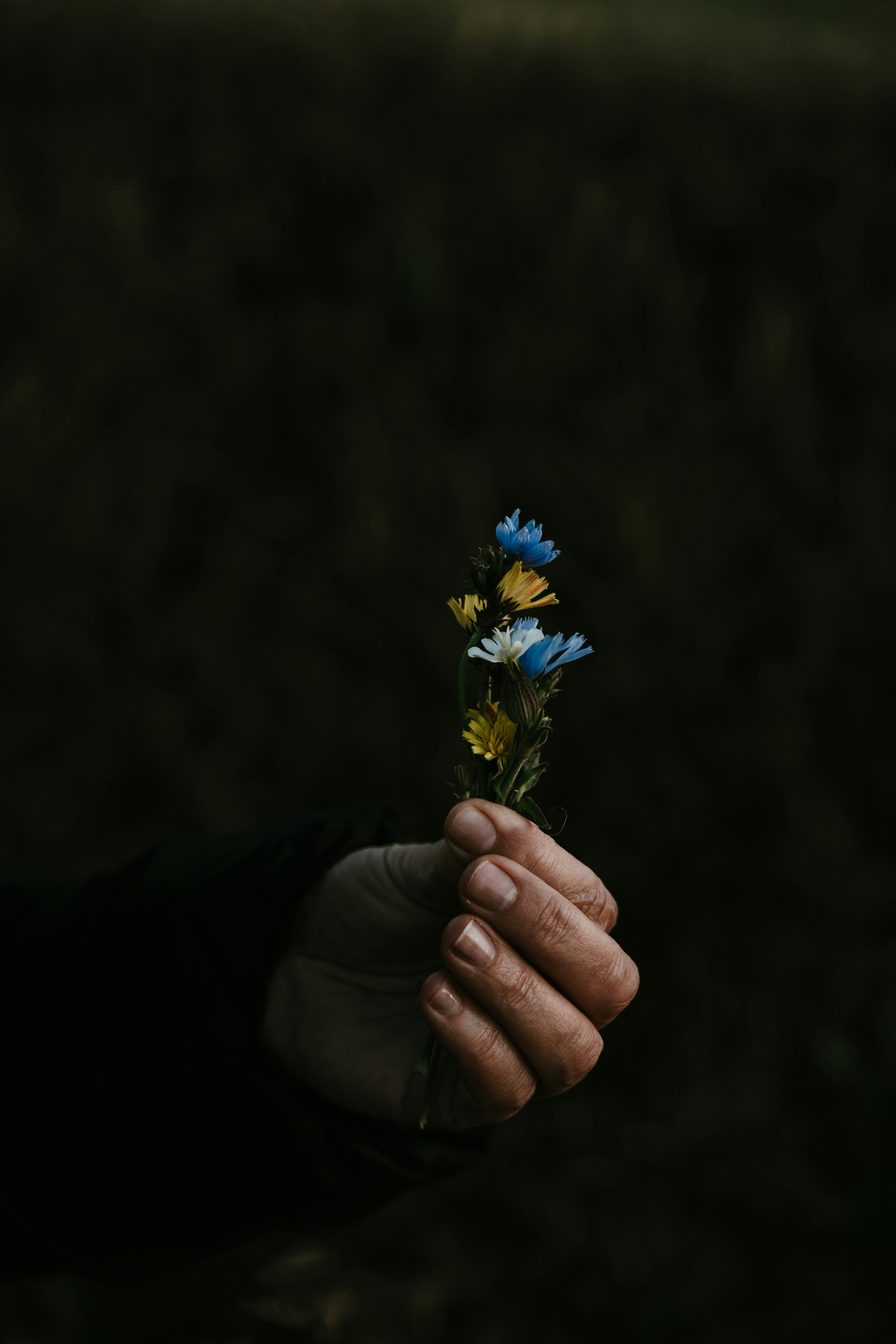 Photograph of a weathered hand holding a small bouquet of blue and yellow wildflowers against a dark background. The simple still-life emphasizes texture and quiet gesture.