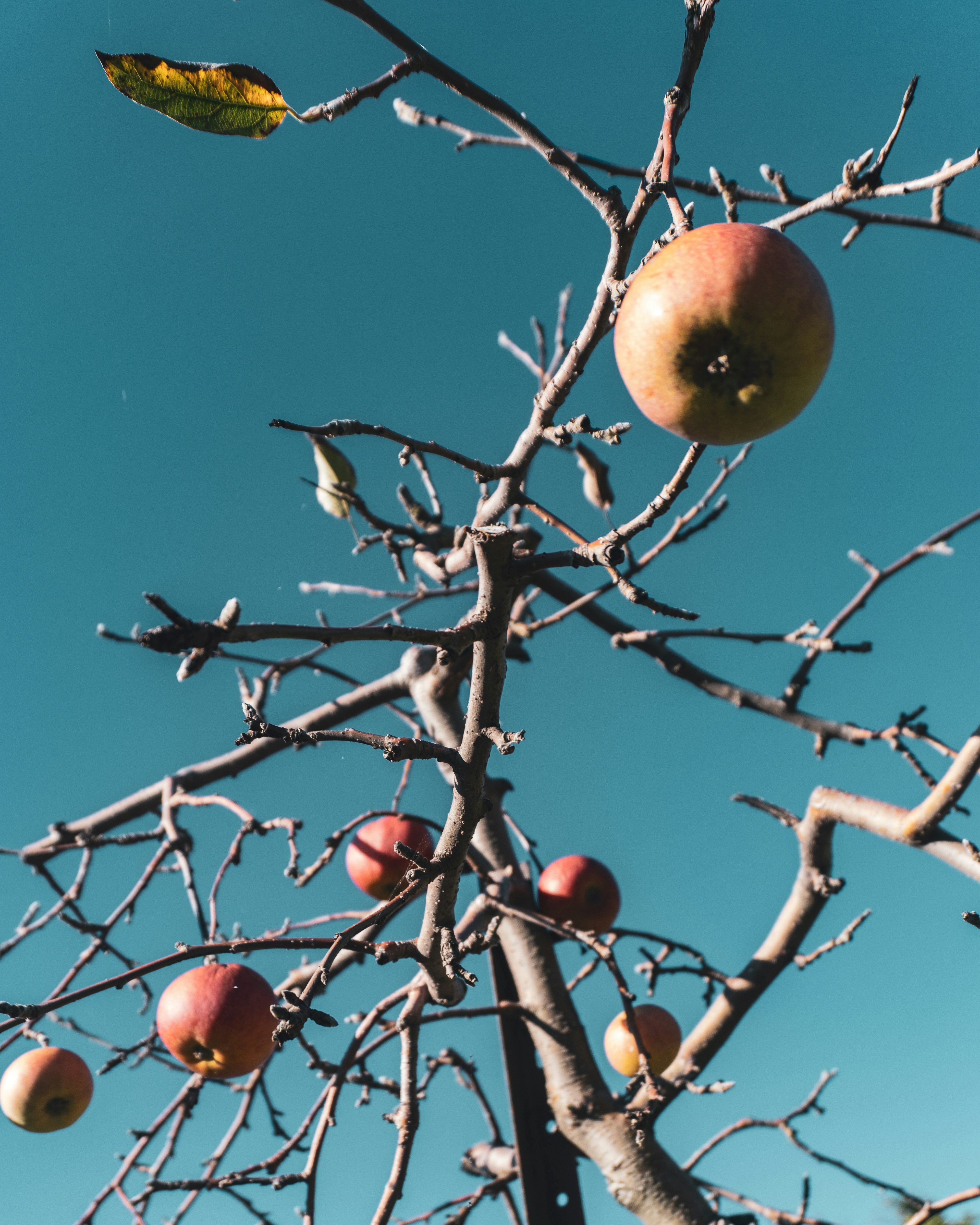 apples in a orchard