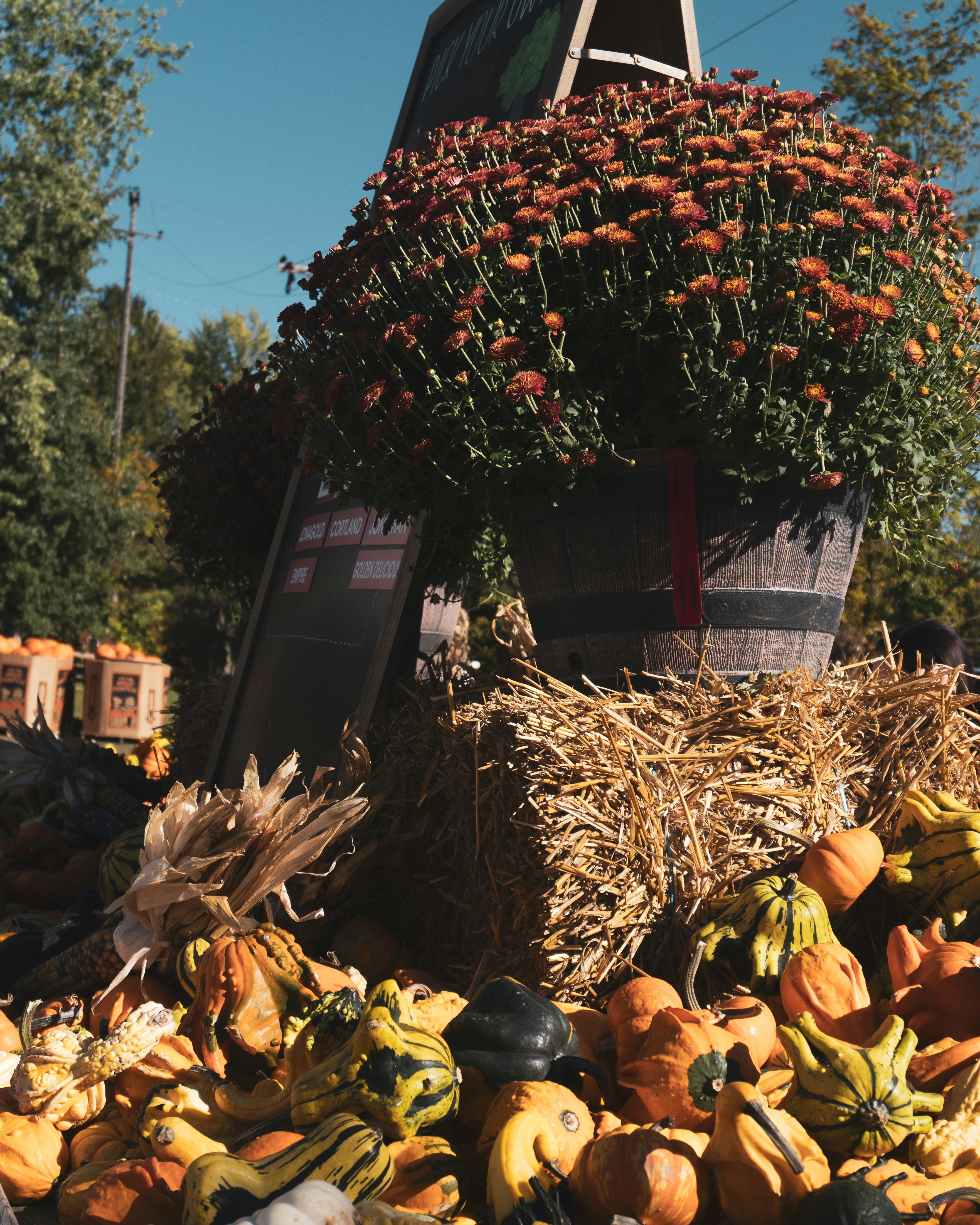 Autumn Banner: a Flower-Barrel Surrounded by Gourds at the Market