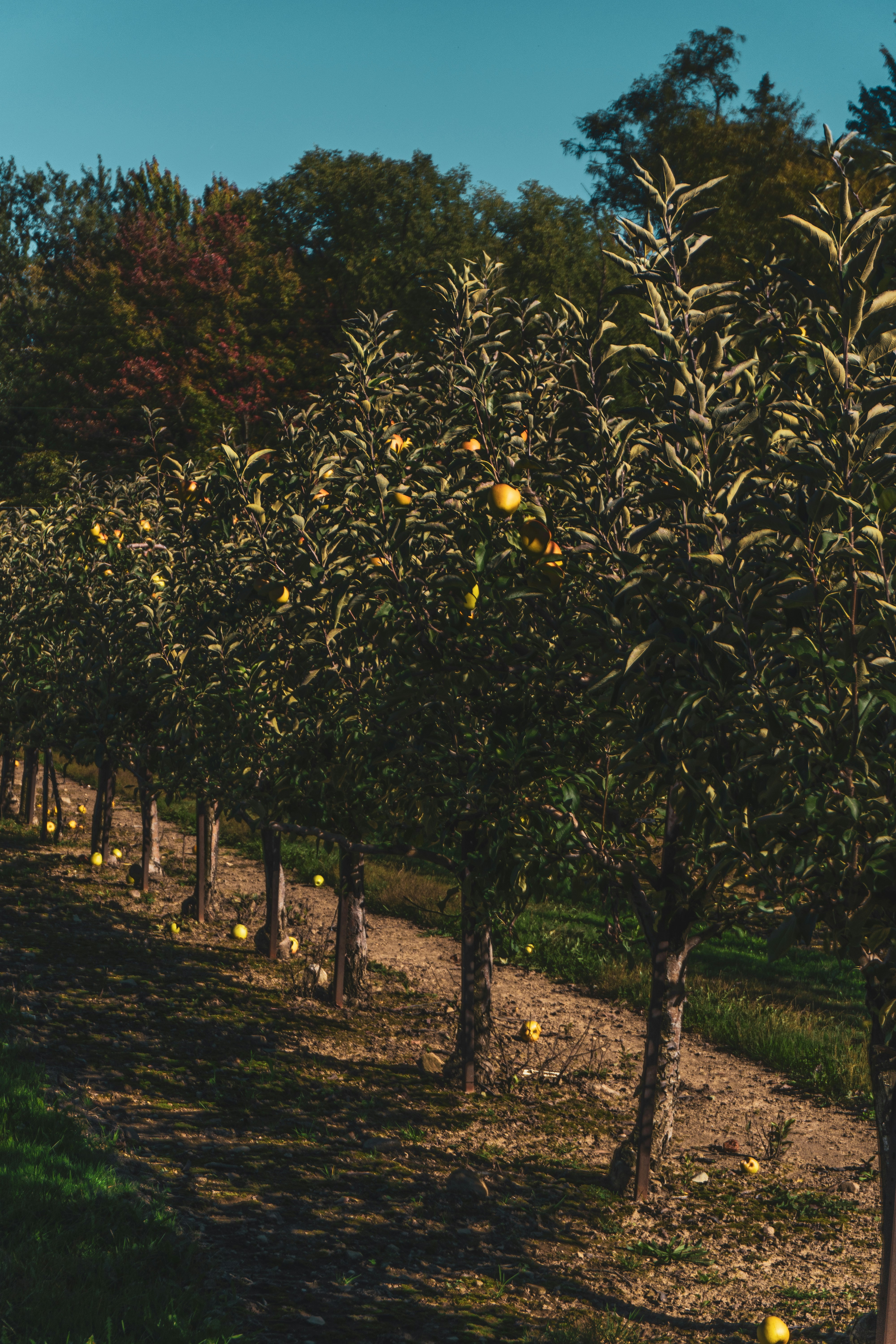 A row of trees filled with lots of fruit photo – Free Autumn adventures ...