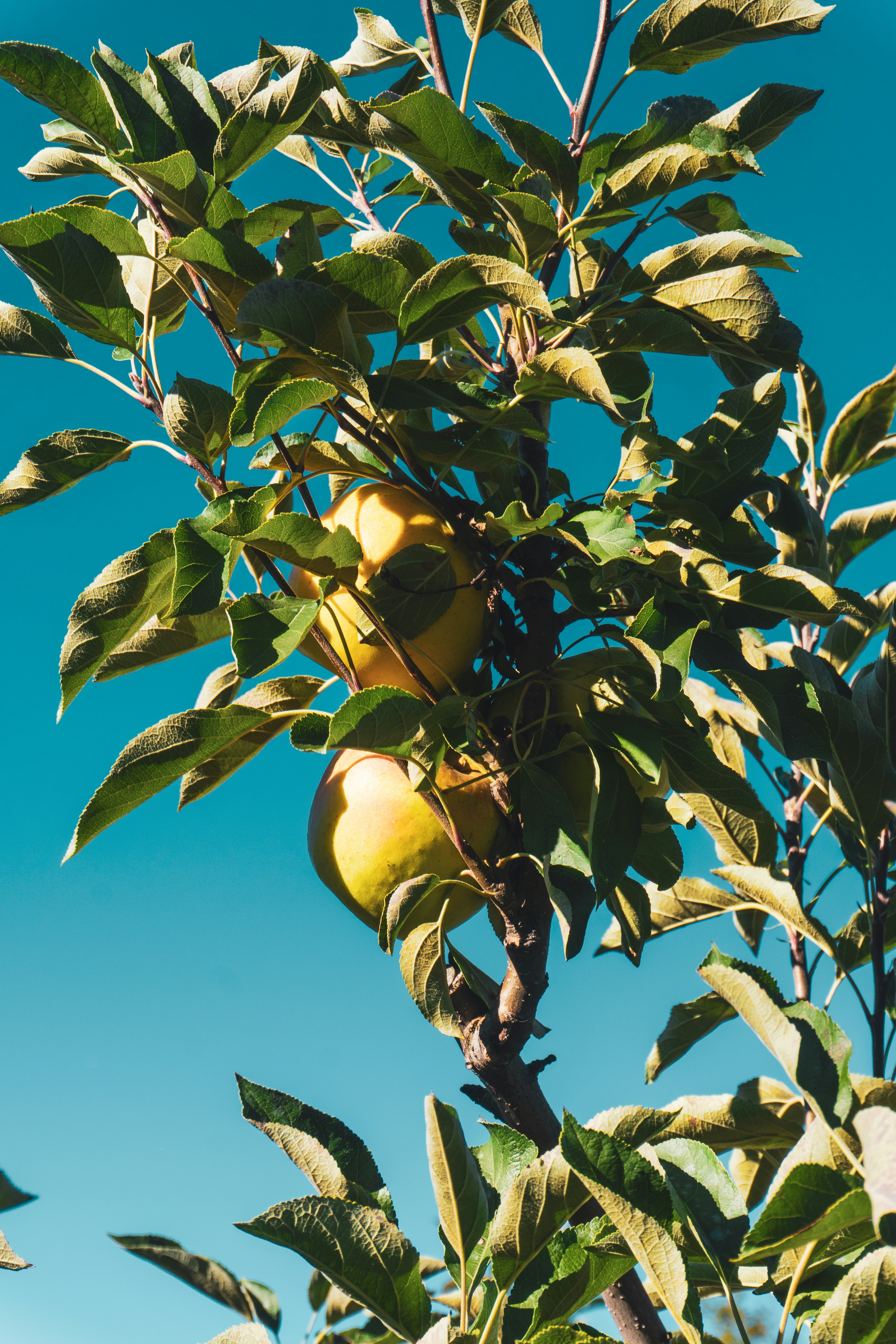 Un árbol con muchos frutos creciendo en él foto – Imagen de Huerto ...