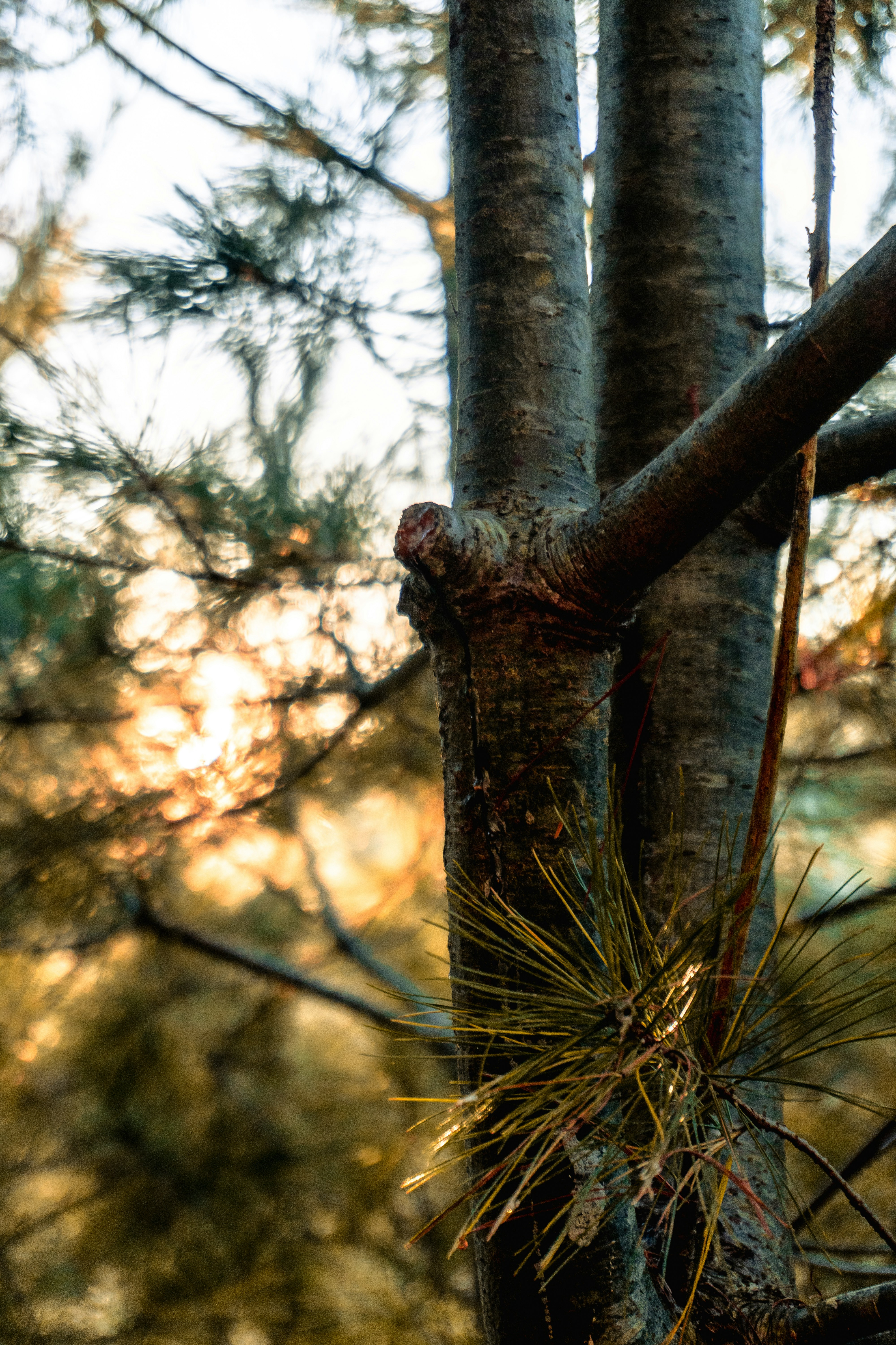 Knot and Needle: Sunlit Pine Trunk in a Quiet Forest Moment