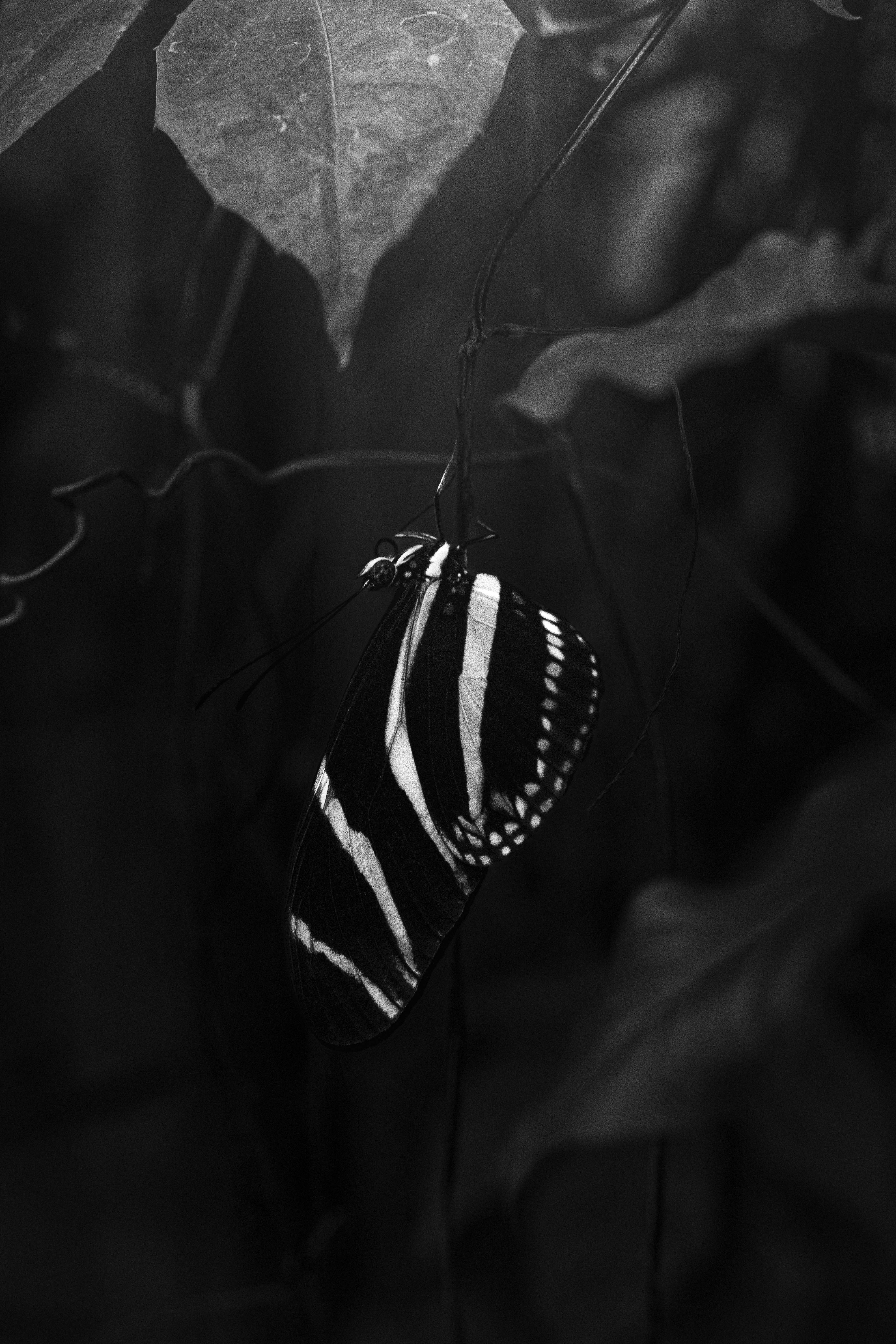 Raffle Clip Art Black And White Pictures | Download Free Images on Unsplash