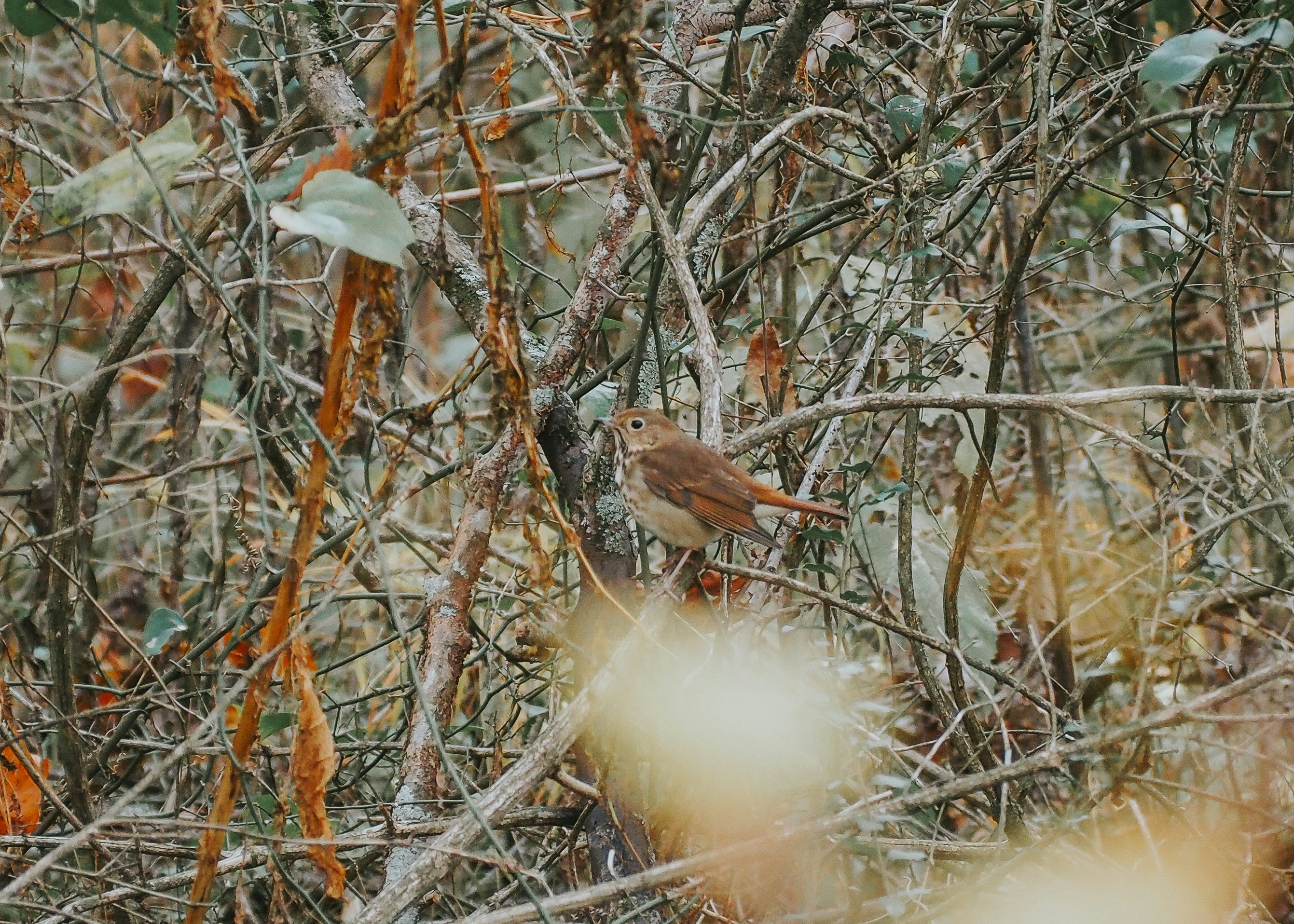 Branch-Whispered Perch: A Brown Songbird in Dappled Light