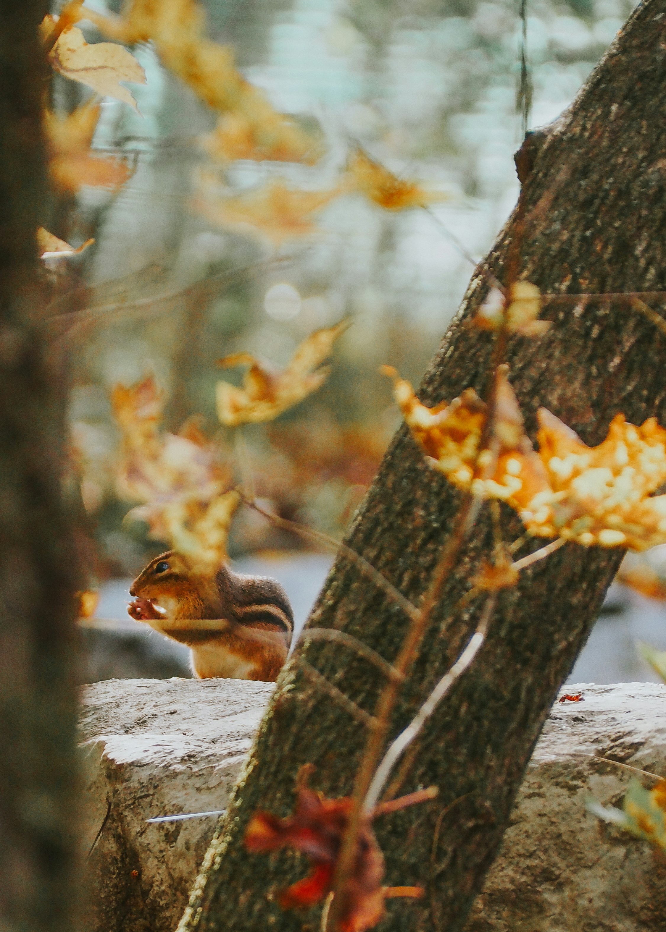 Autumn Squirrel on a Weathered Rock: Quiet Focus Through Falling Leaves