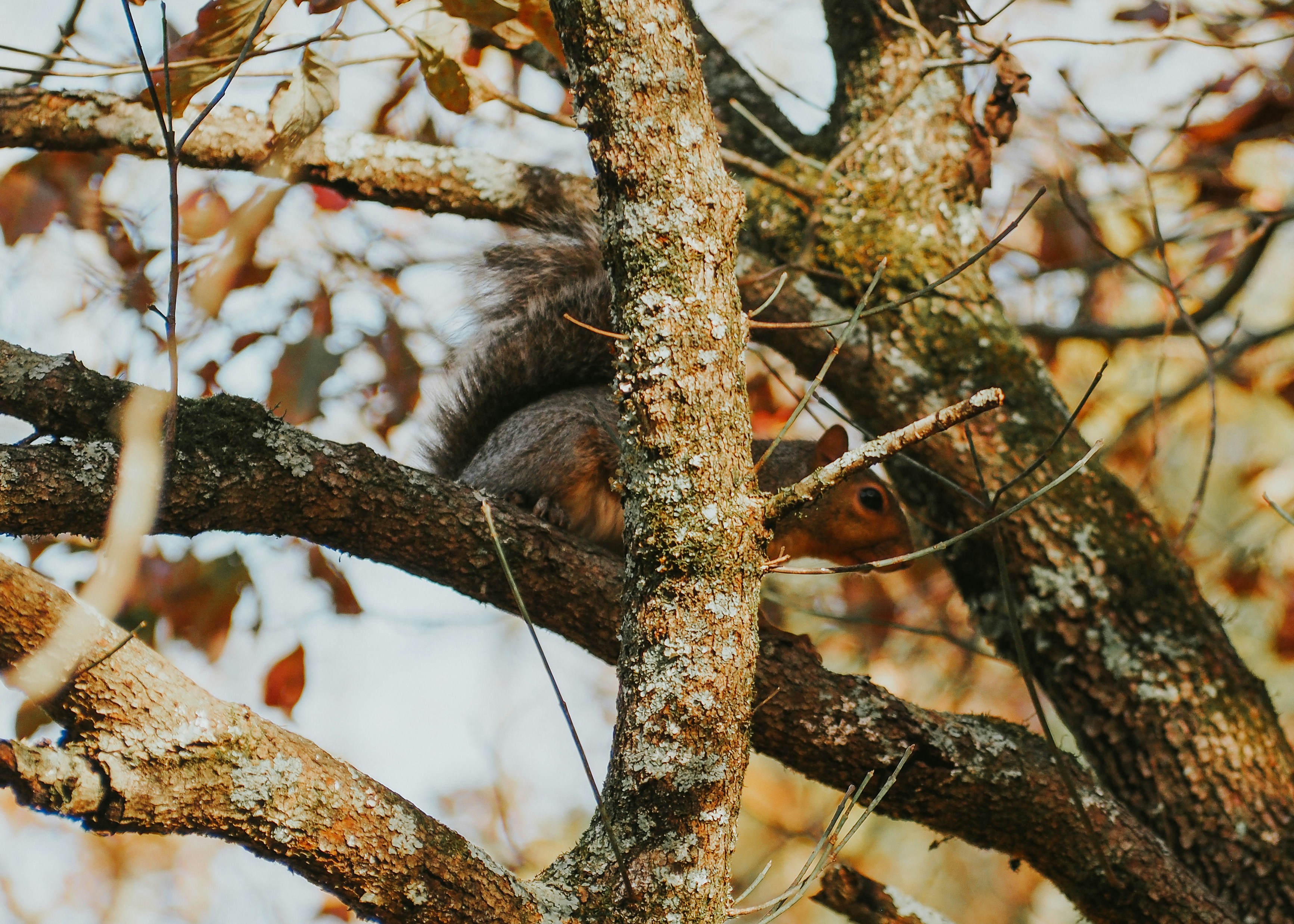 Squirrel Amid Lichen-Laced Branches in Autumn Light