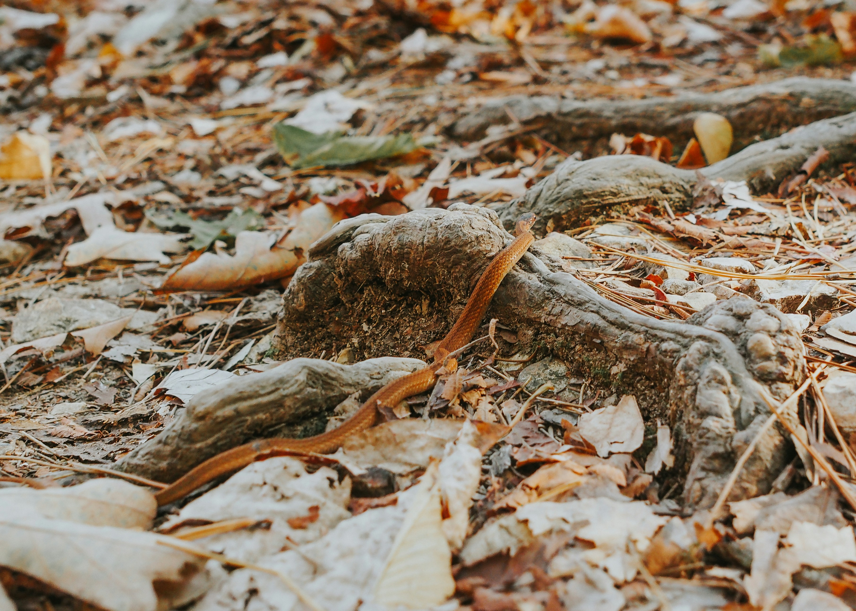 Autumn Roots: A Close-Up Study of Forest Floor Textures
