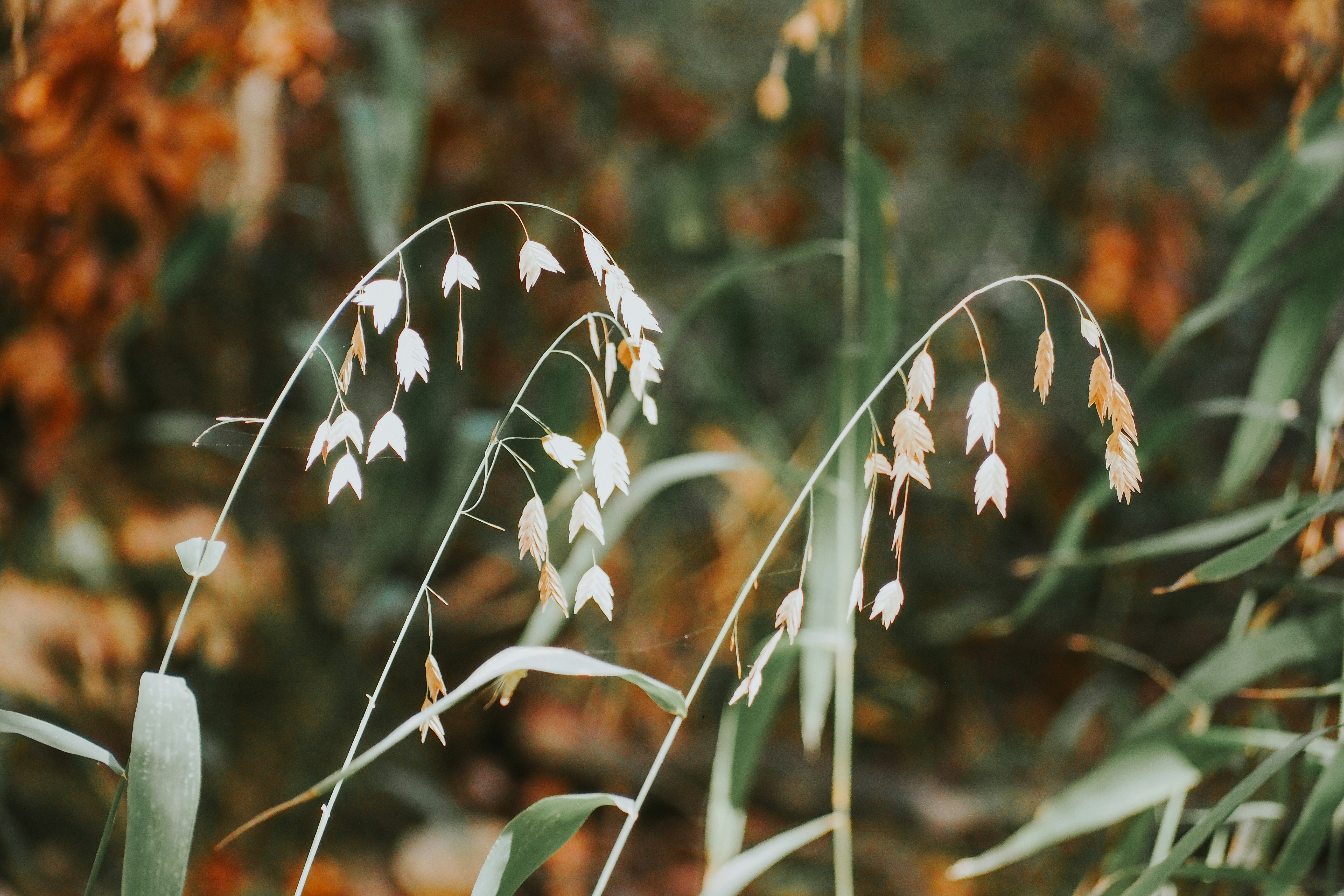 Amber Arch: Delicate Seed Stalks in a Quiet Meadow