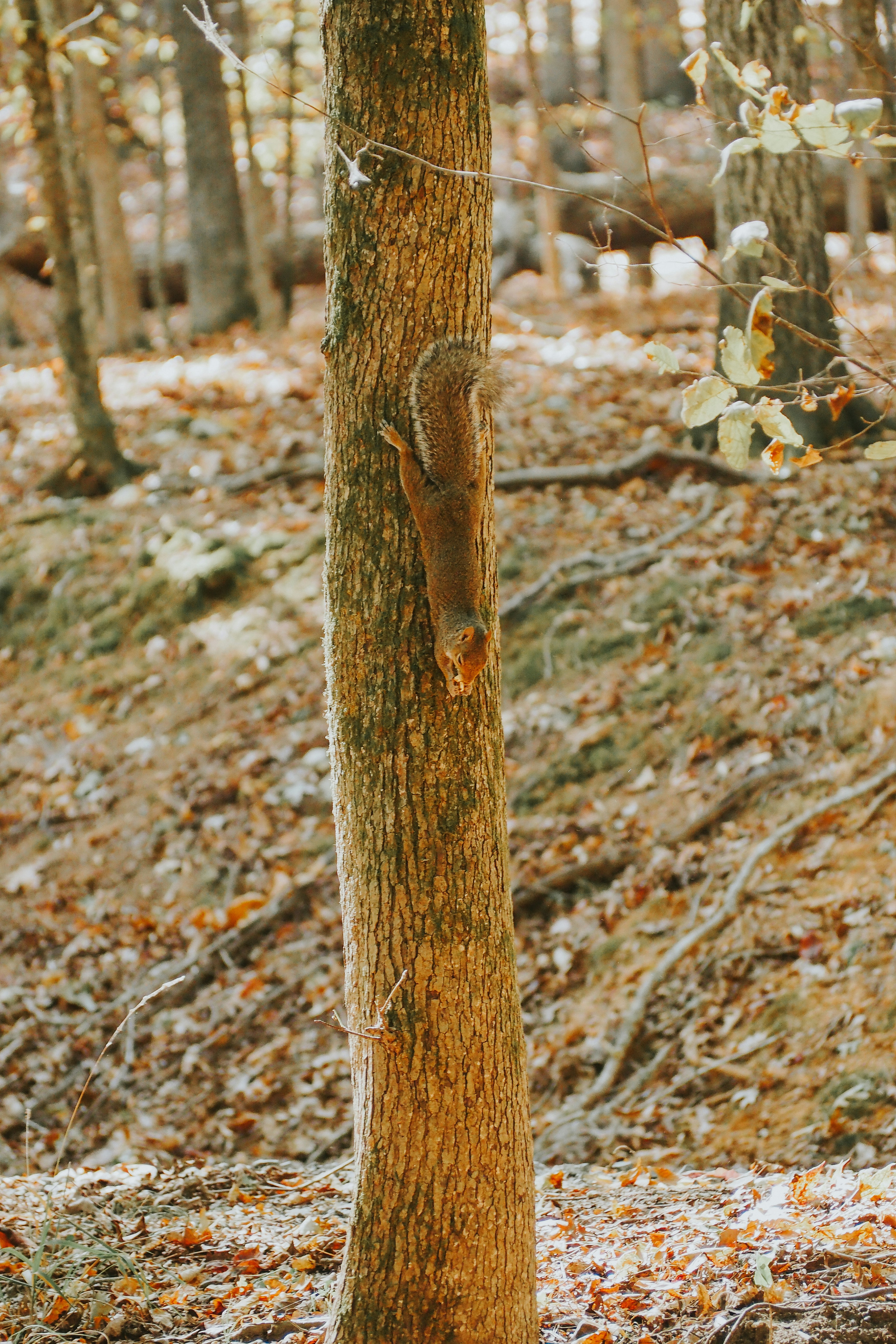 The Quiet Cling: Squirrel on a Sunlit Forest Trunk