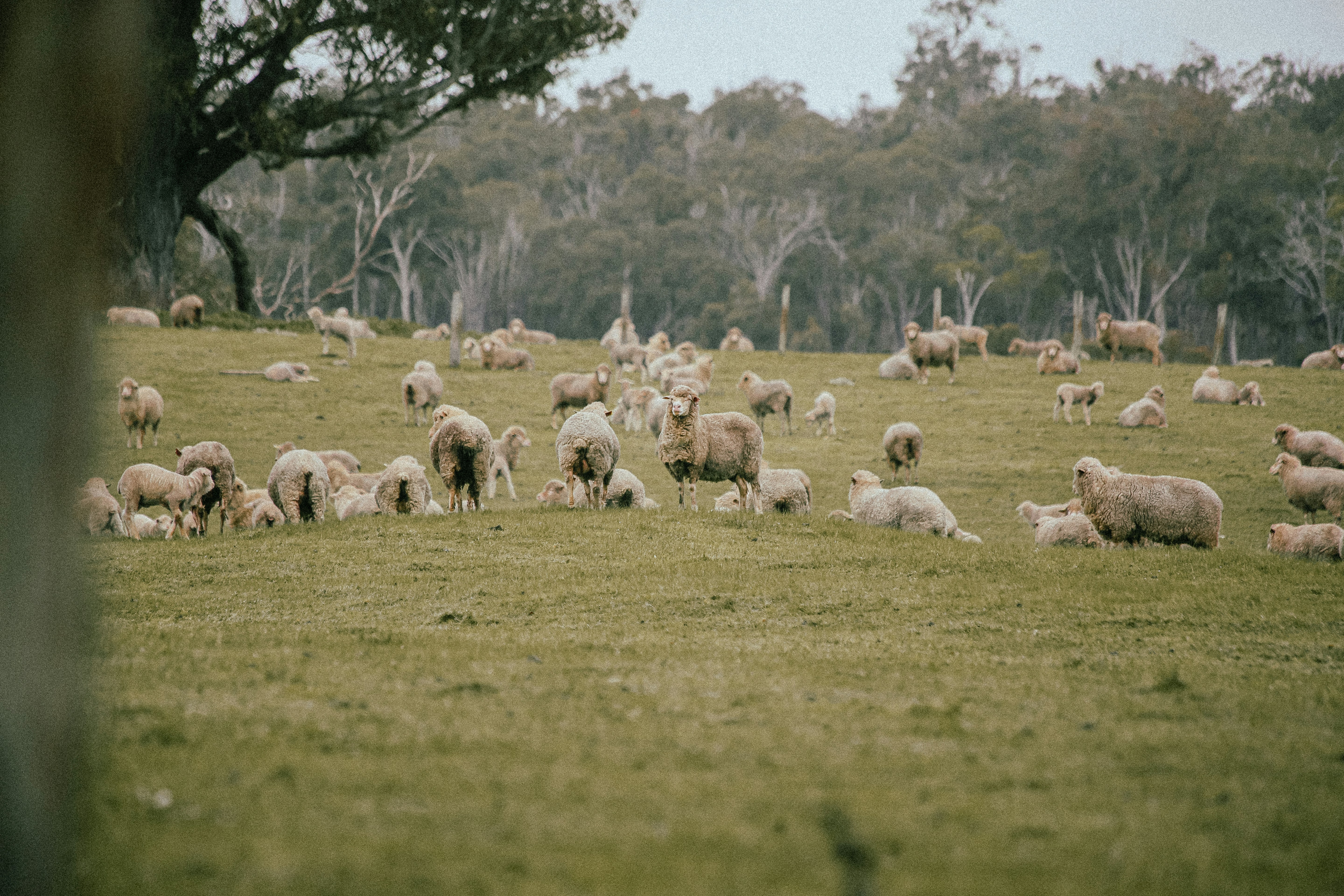 A Gentle Flock Drifts Across a Lush Pasture