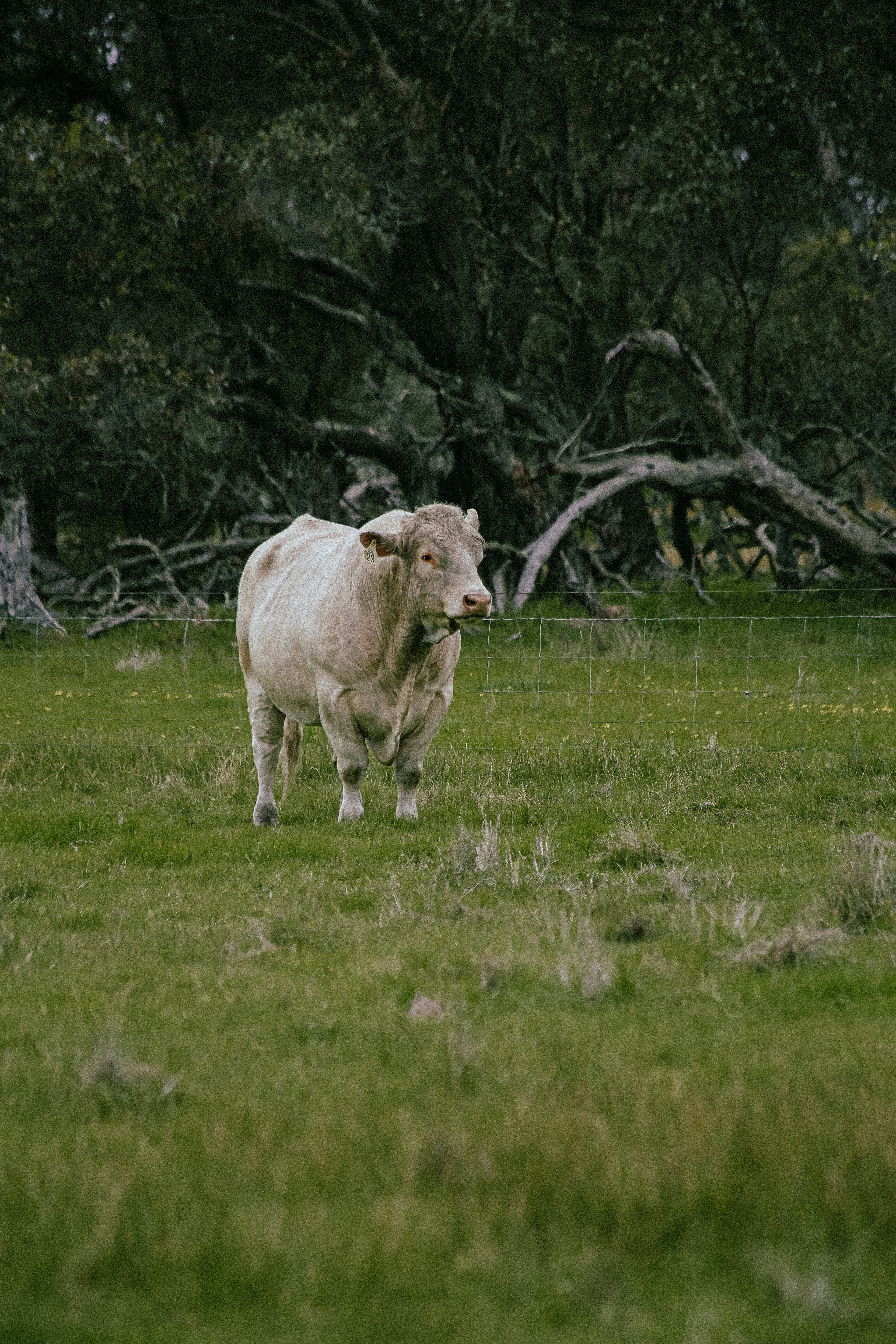 Pasture Sentinel: Cream Cow in a Quiet Meadow