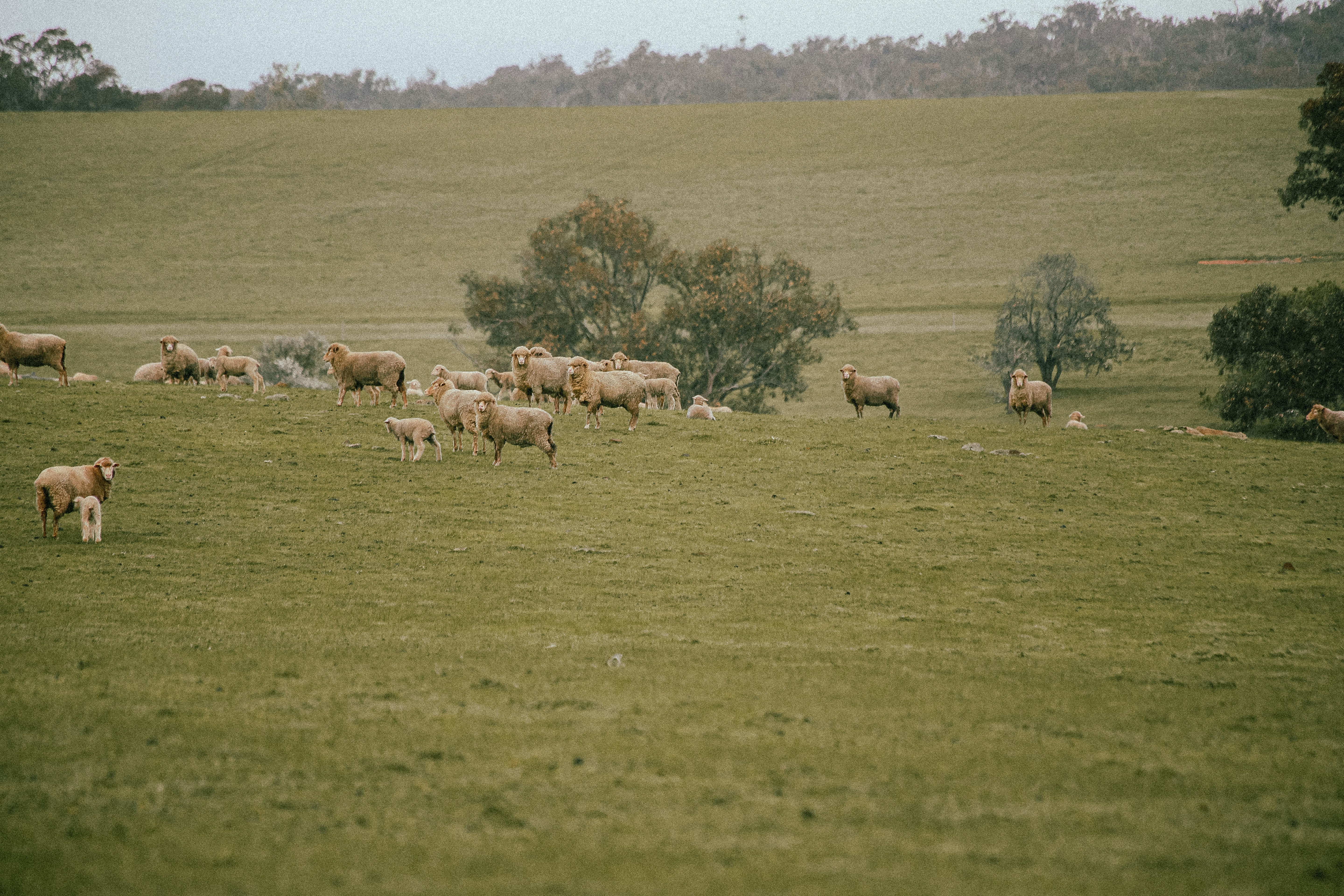 A herd of sheep grazing on a lush green field photo – Free Sheep Image ...