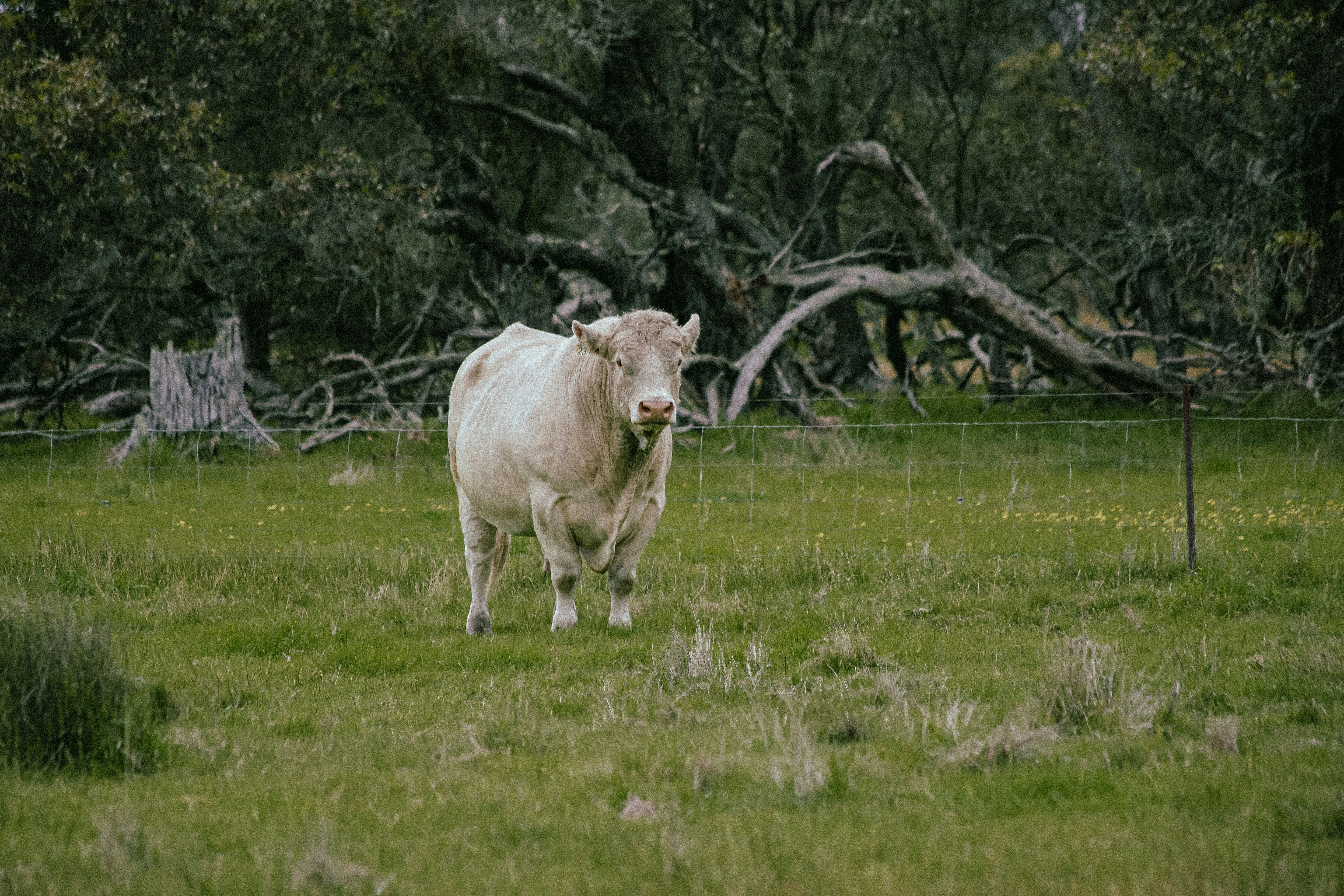 Pasture Sentinel: White Horse in a Quiet Meadow