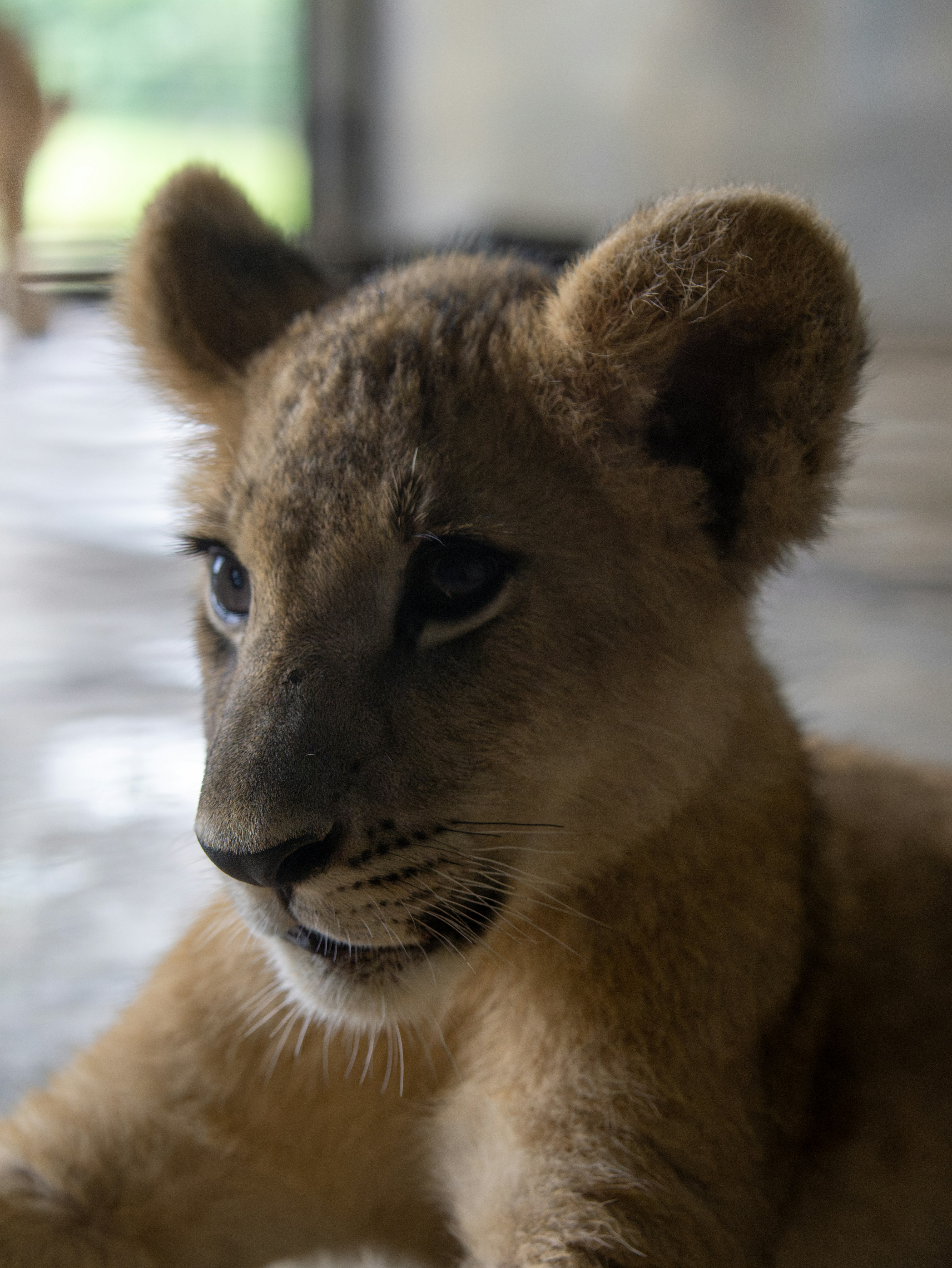 A close-up portrait of a lion cub, showing its soft fur and gentle expression. The intimate focus on the cub’s face highlights its curious and playful nature, capturing a tender moment of wildlife in its early stages.