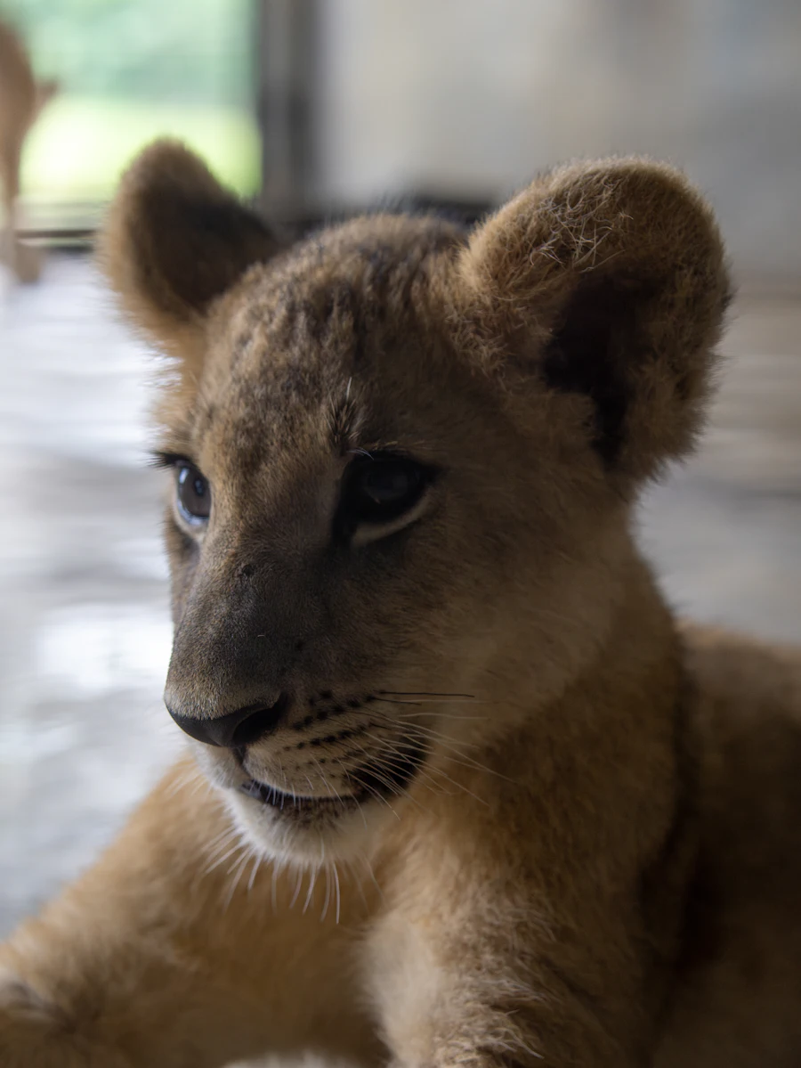 Close-up of a lion cub resting indoors, with one eye and rounded ears sharply visible against a softly blurred background.