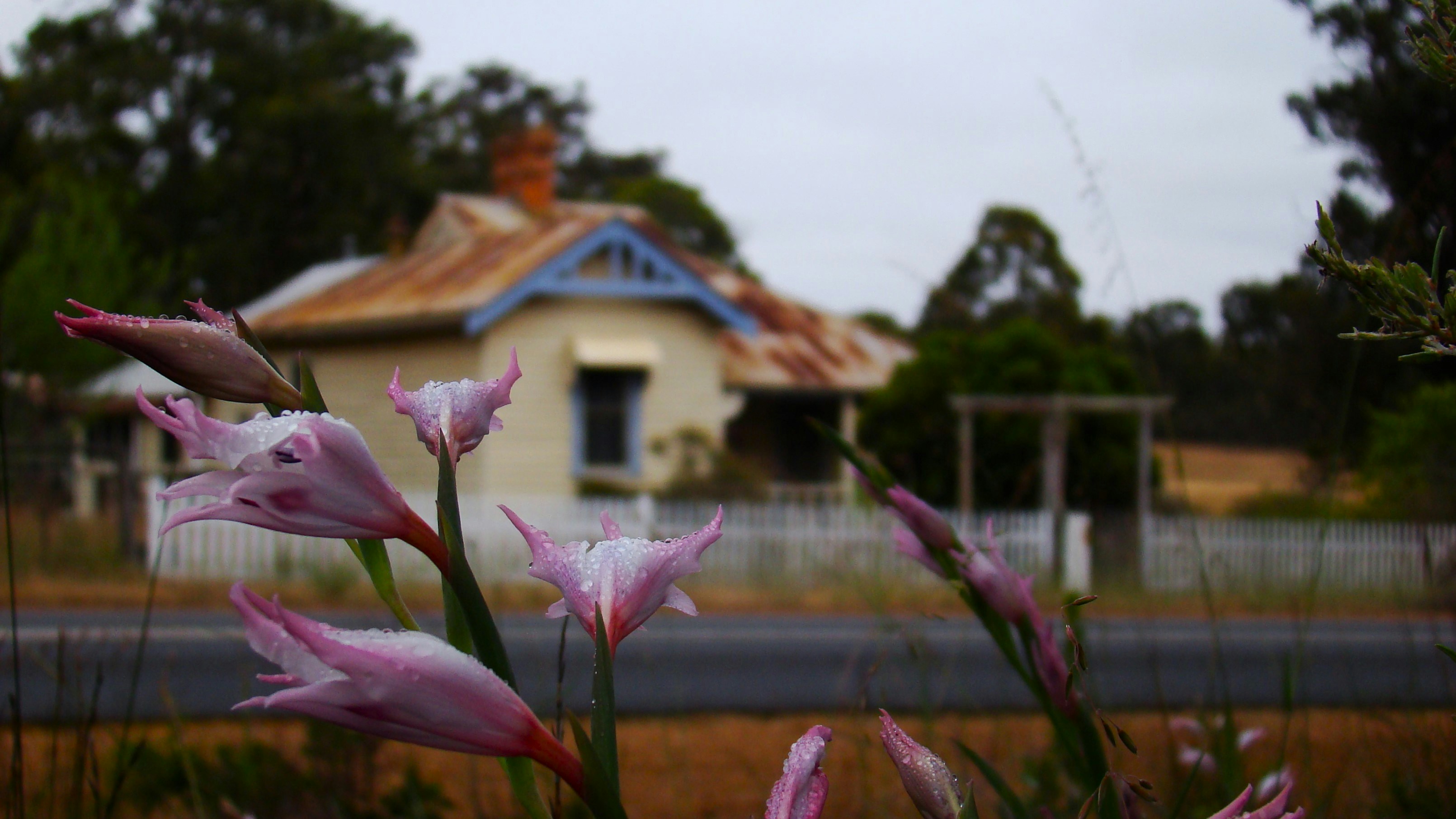 Close-up of pink gladiolus blossoms in the foreground with a muted suburban house and road in the background. Photograph.