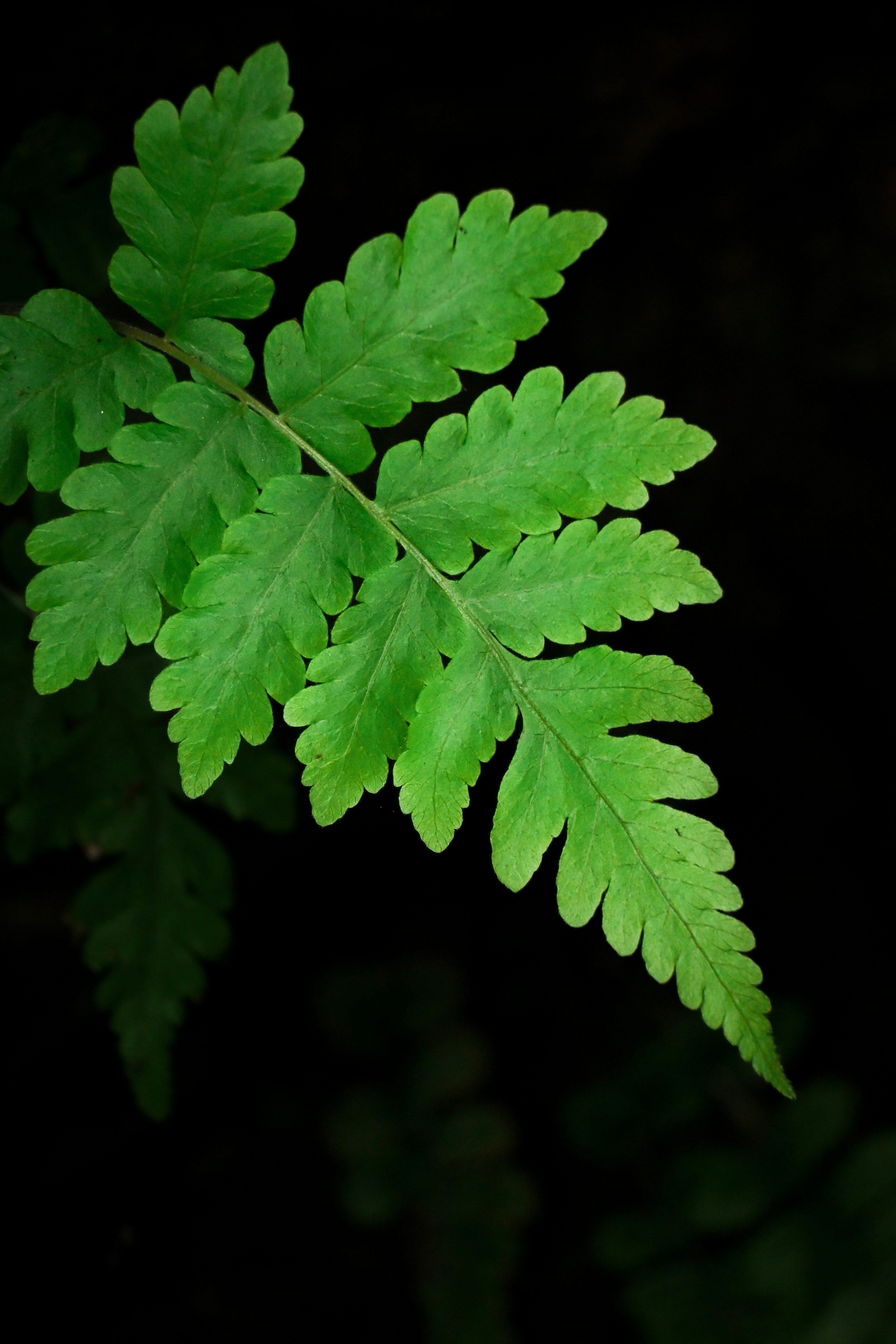 A symphony of green.