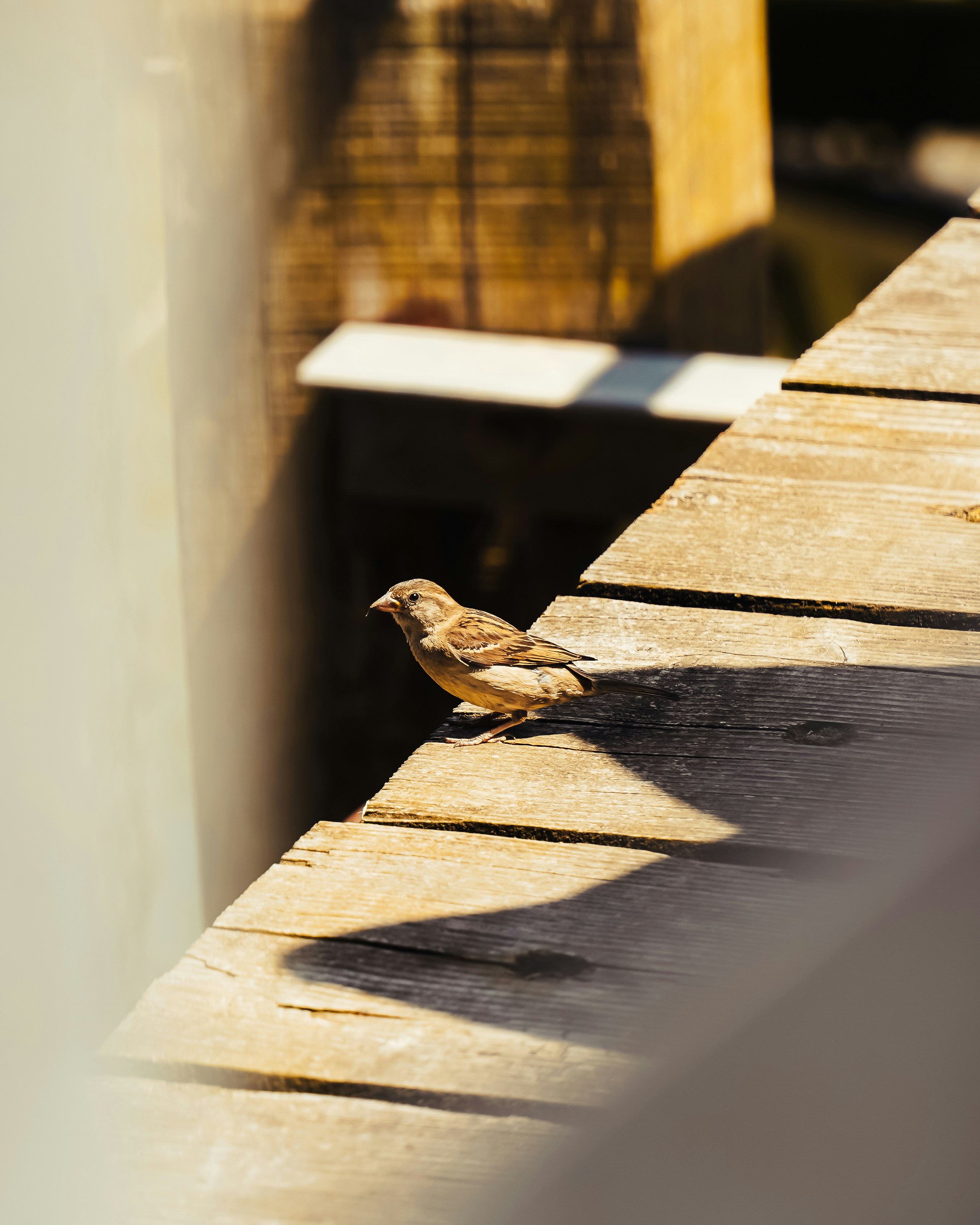 A small bird is sitting on a ledge photo – Free Bird Image on Unsplash