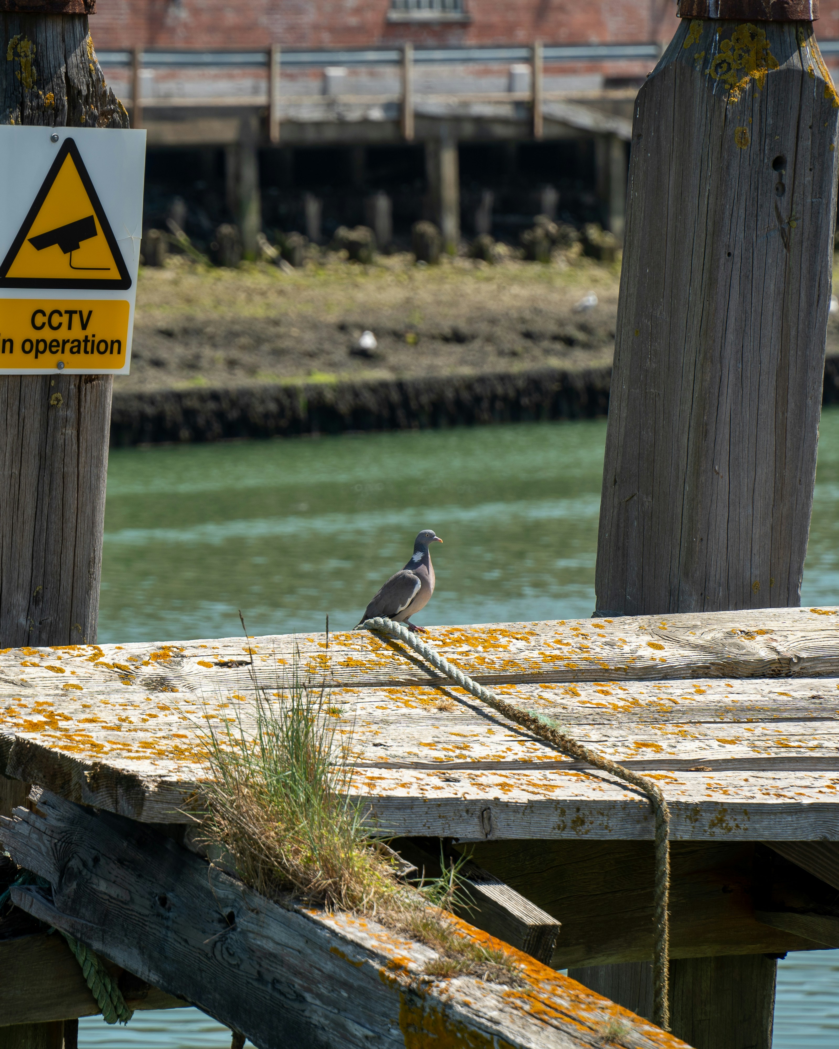 A bird sitting on a wooden dock next to a body of water photo – Free ...
