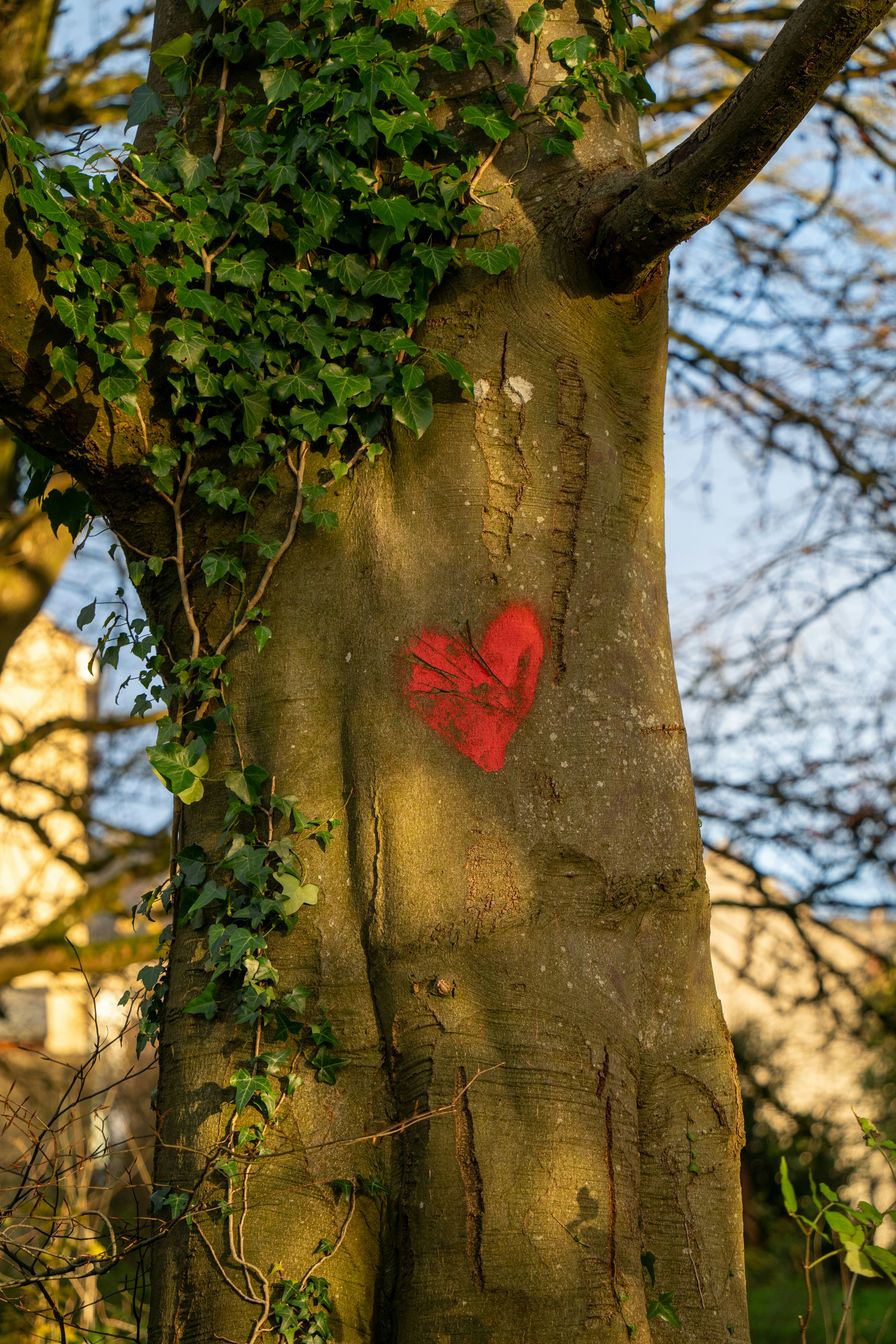 Red Heart on Ivy-Wrapped Trunk at Golden Hour
