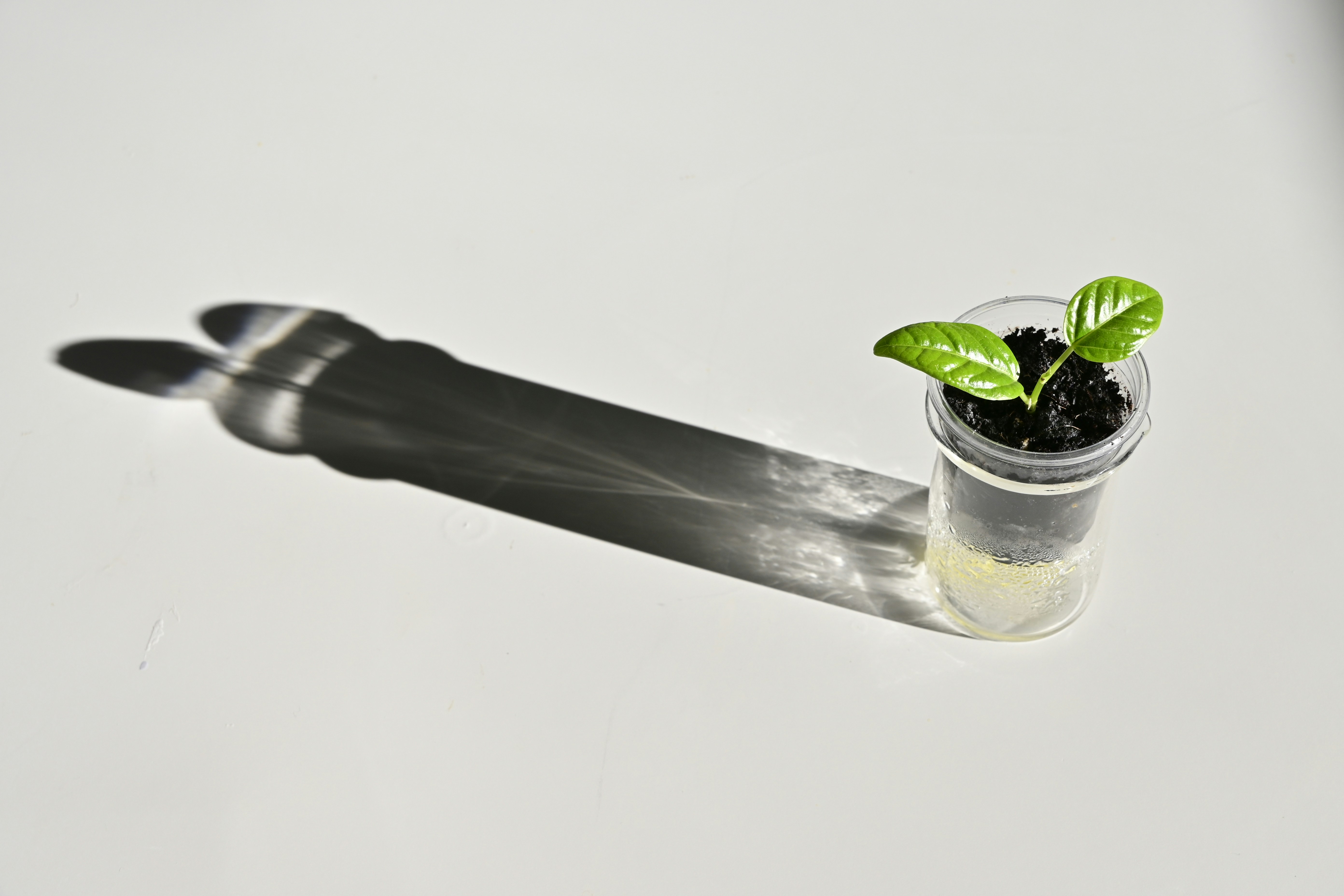 Shadowed Seedling in a Glass Vessel: A Minimal Still-Life of Light and Growth