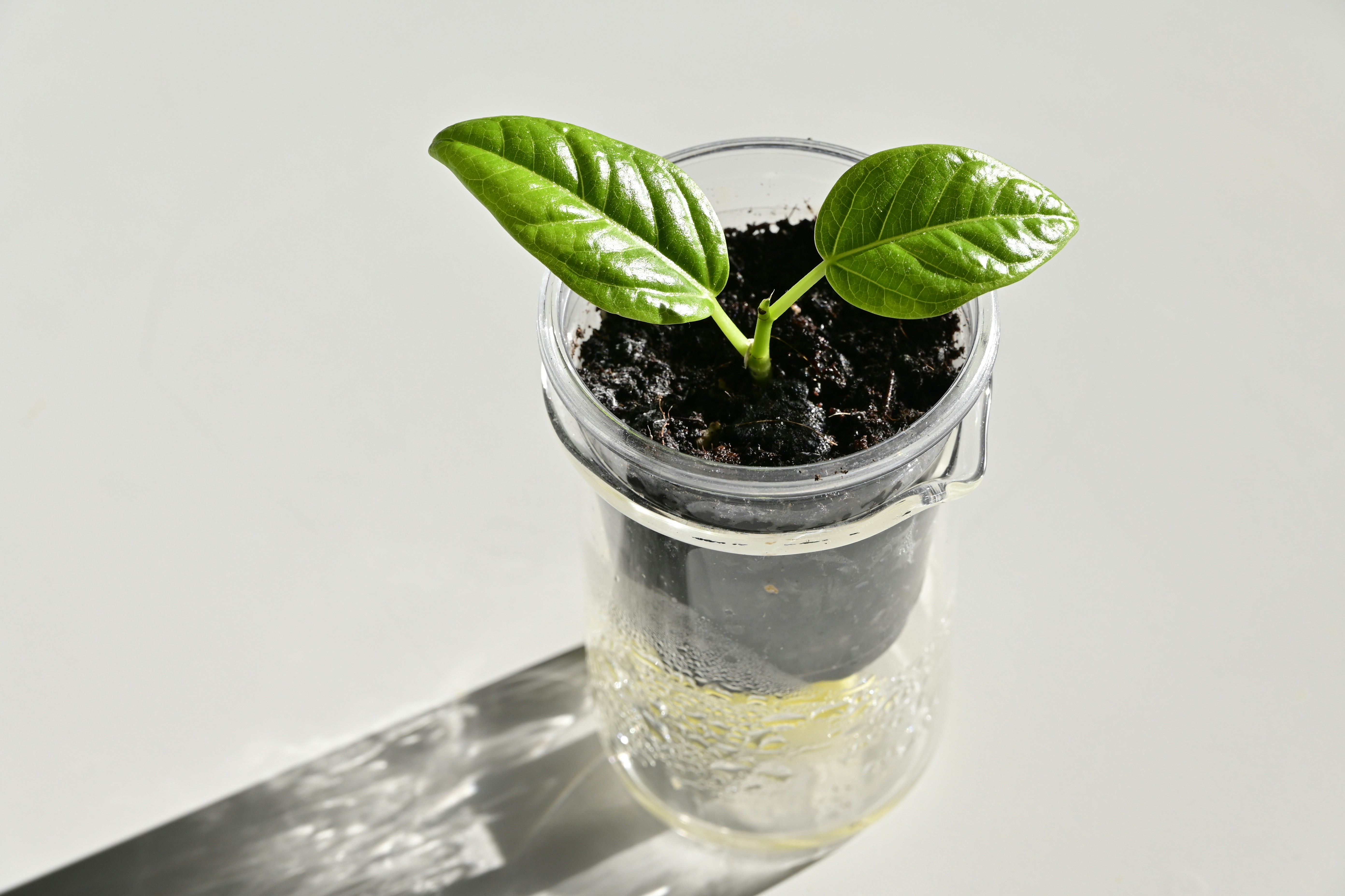 Emerging Life: A Green Awakening