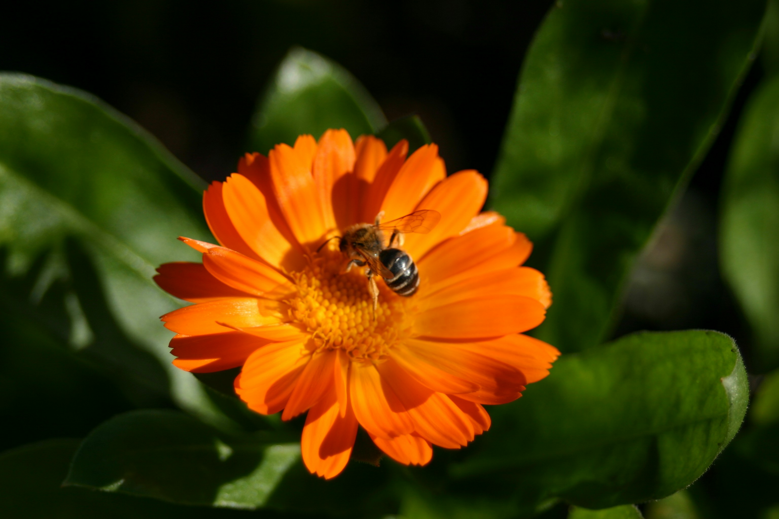 Bee on a Sunburst Zinnia: A Macro Moment