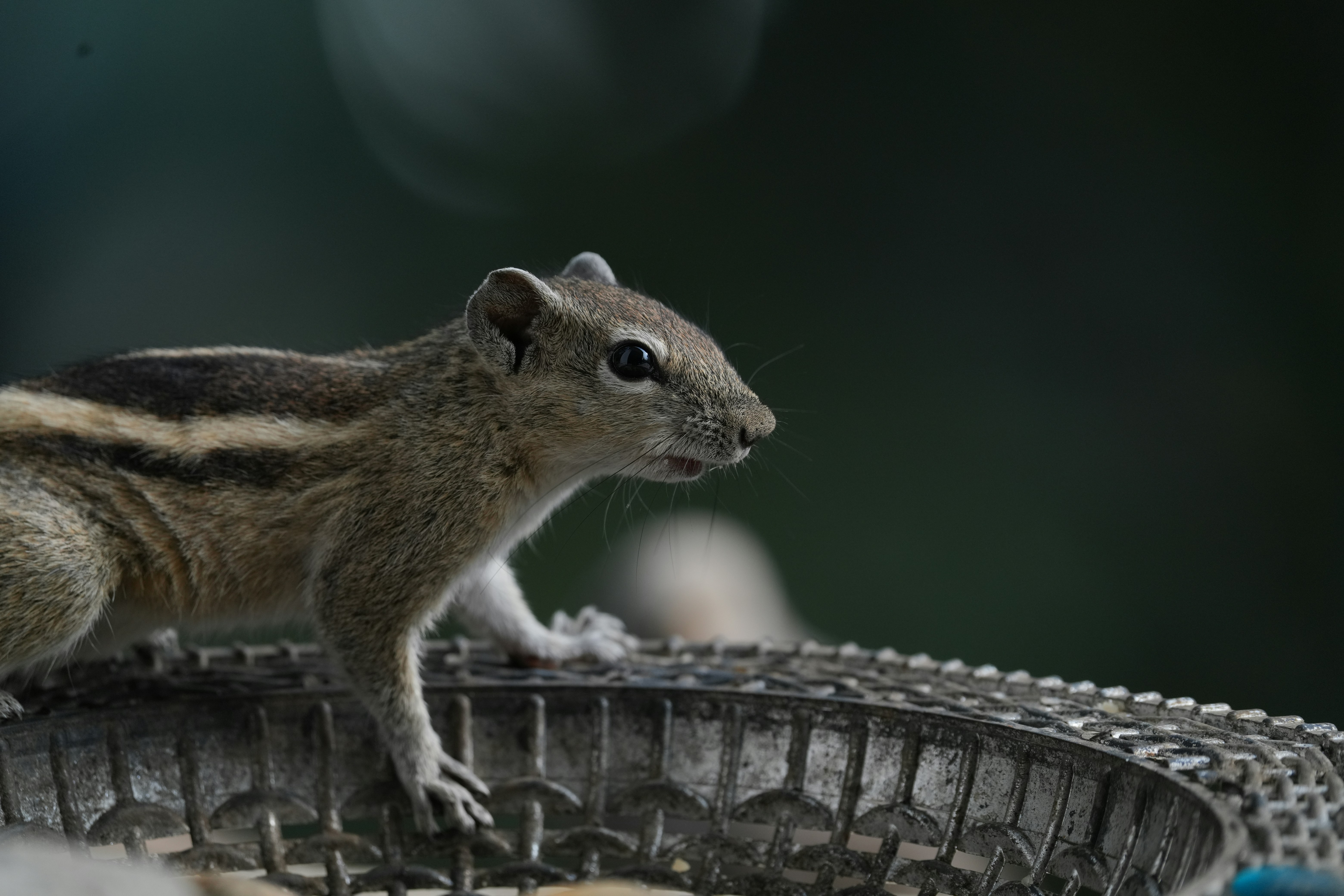 A small chipper sitting on top of a bird feeder photo – Free Super ...