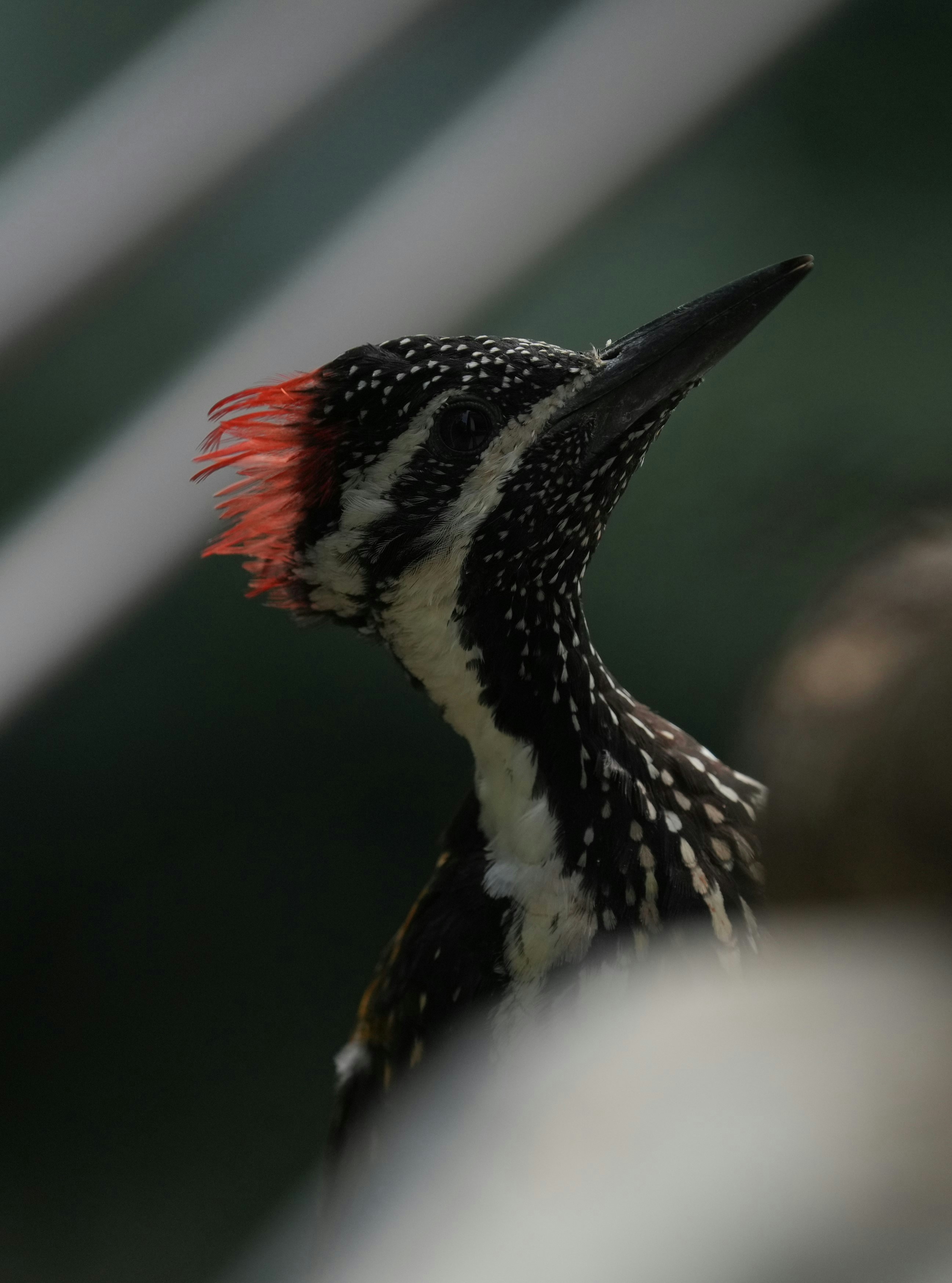 Red Crest in Profile: A Speckled Beak Reaches for Light