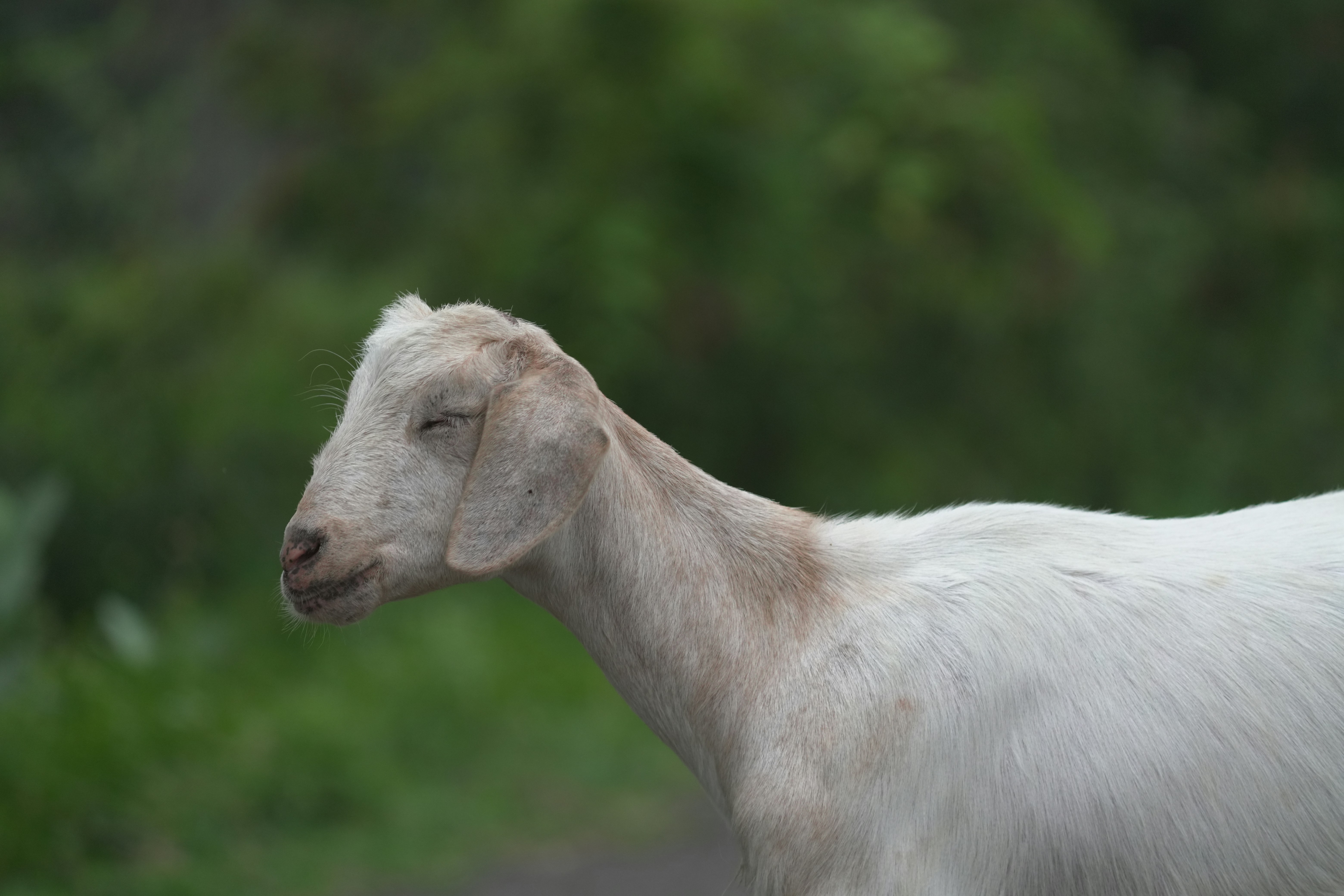 A white goat standing on the side of a road photo – Free Animals Image ...