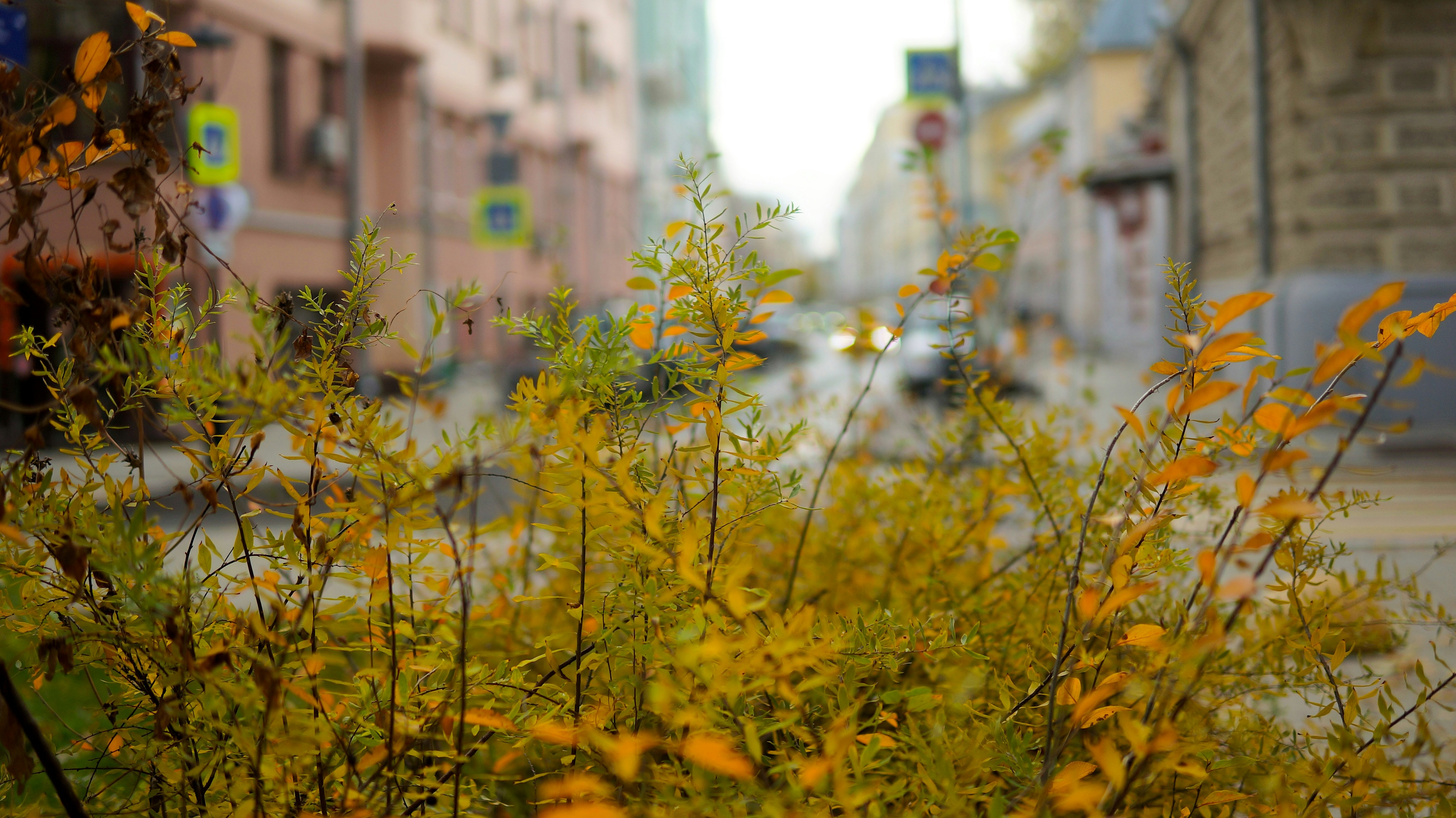 Amber Foliage Framing a Quiet City Street