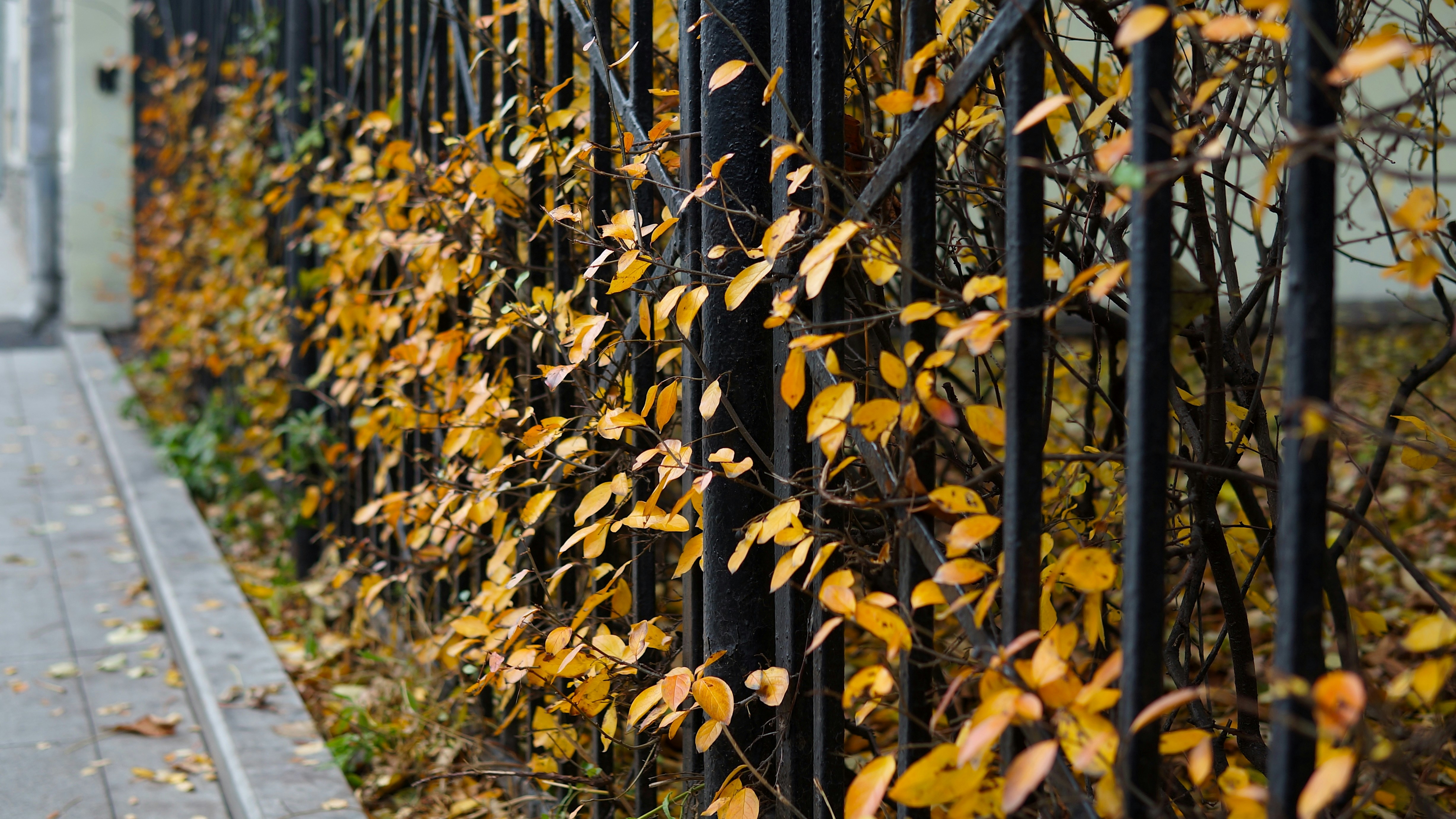 Golden Veil on Iron Railing: Autumn Leaves Clinging to a City Fence