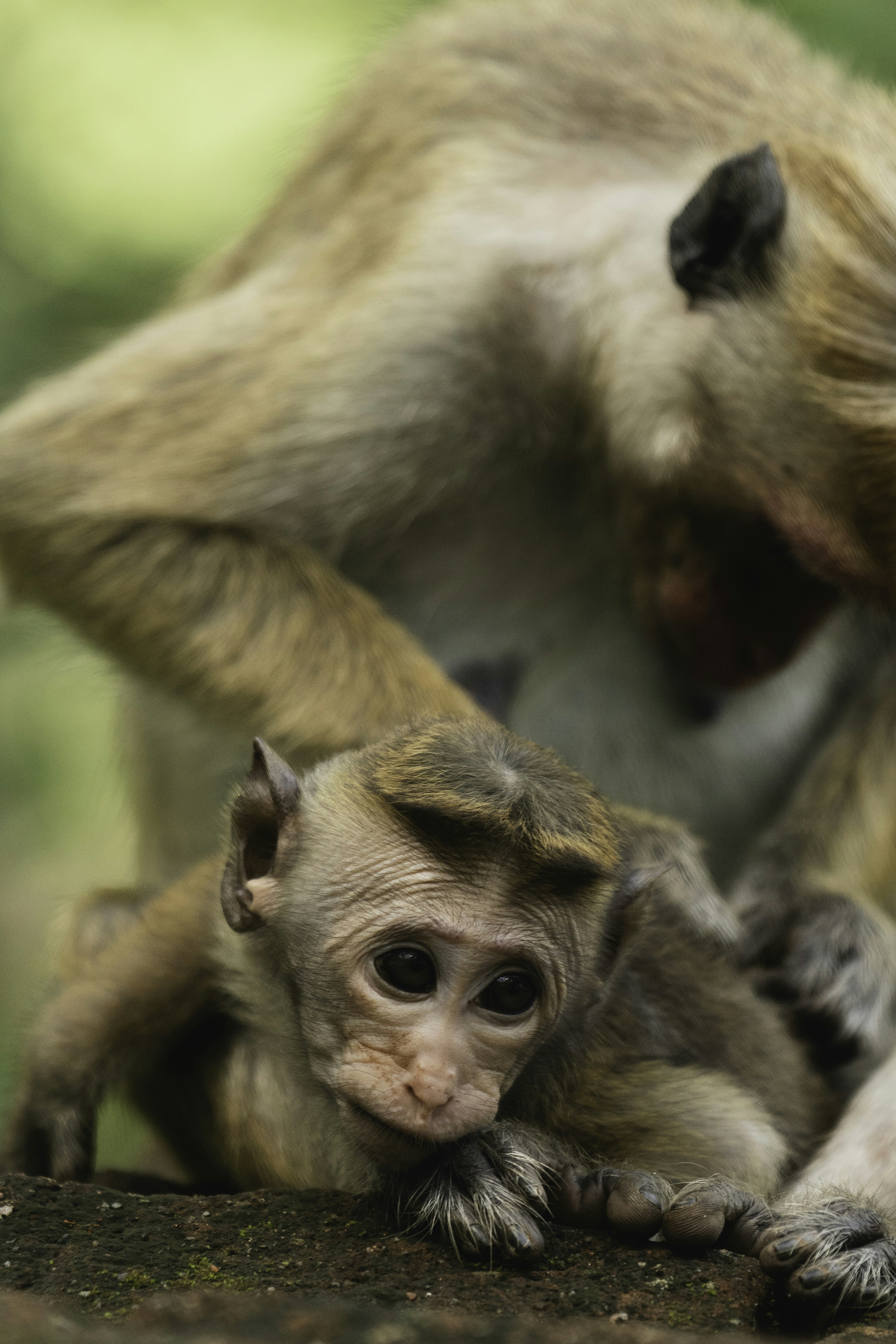 Two monkeys playing with each other in the forest photo – Free Sigiriya ...