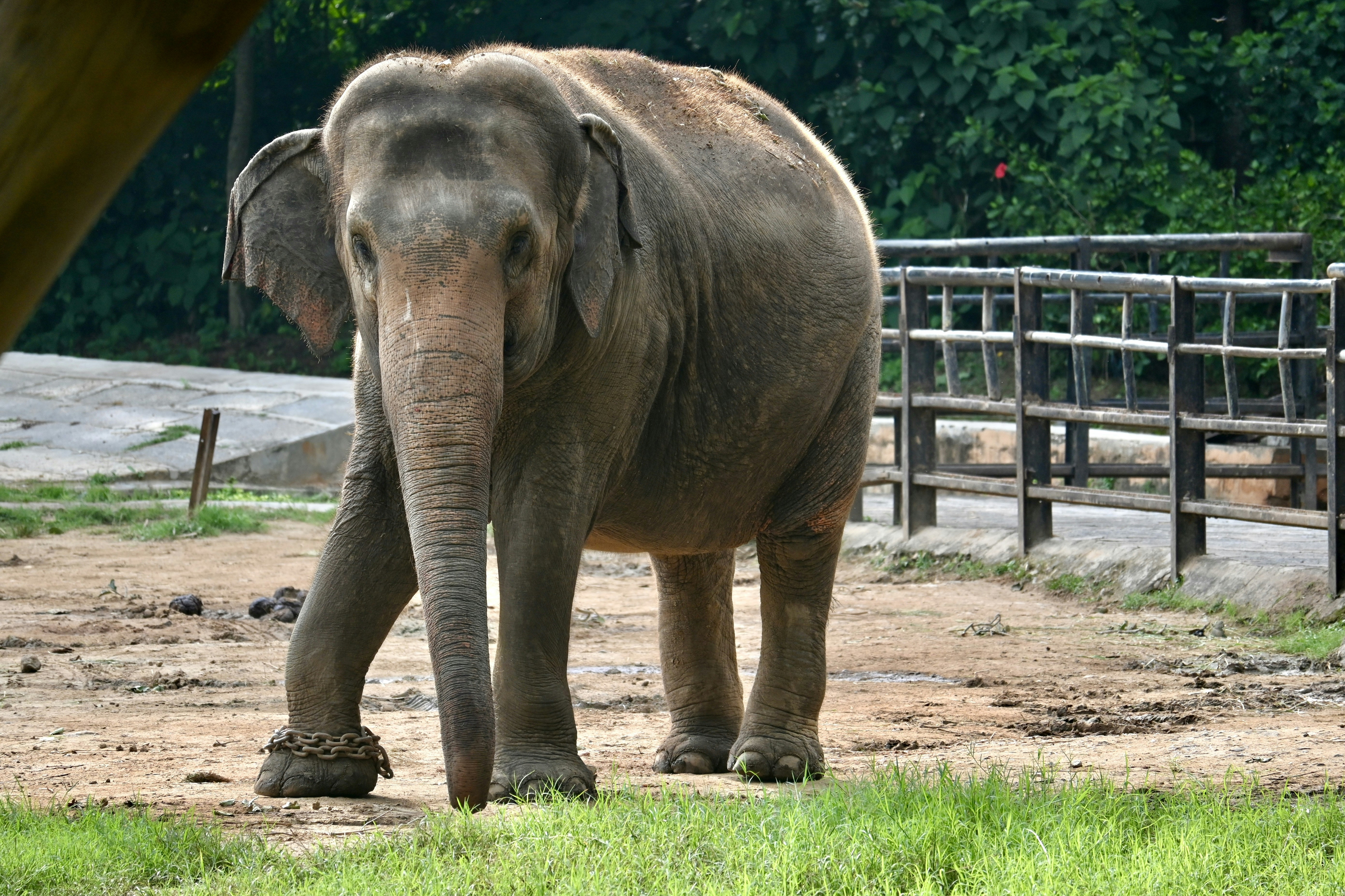 Centered Gentle Giant: Elephant Pauses by the Zoo Fence