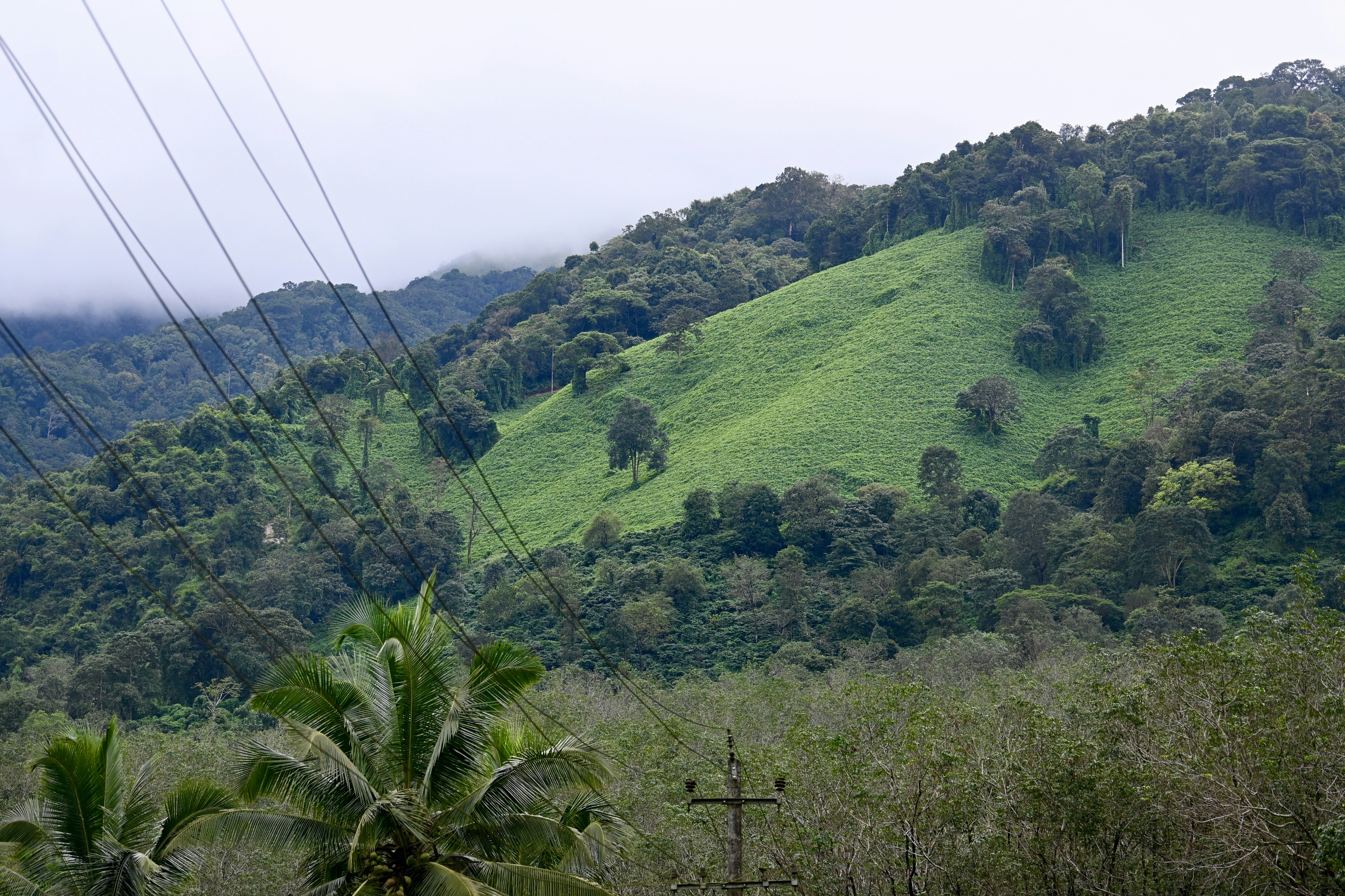 A lush green hillside covered in lots of trees photo – Free Coorg Image ...
