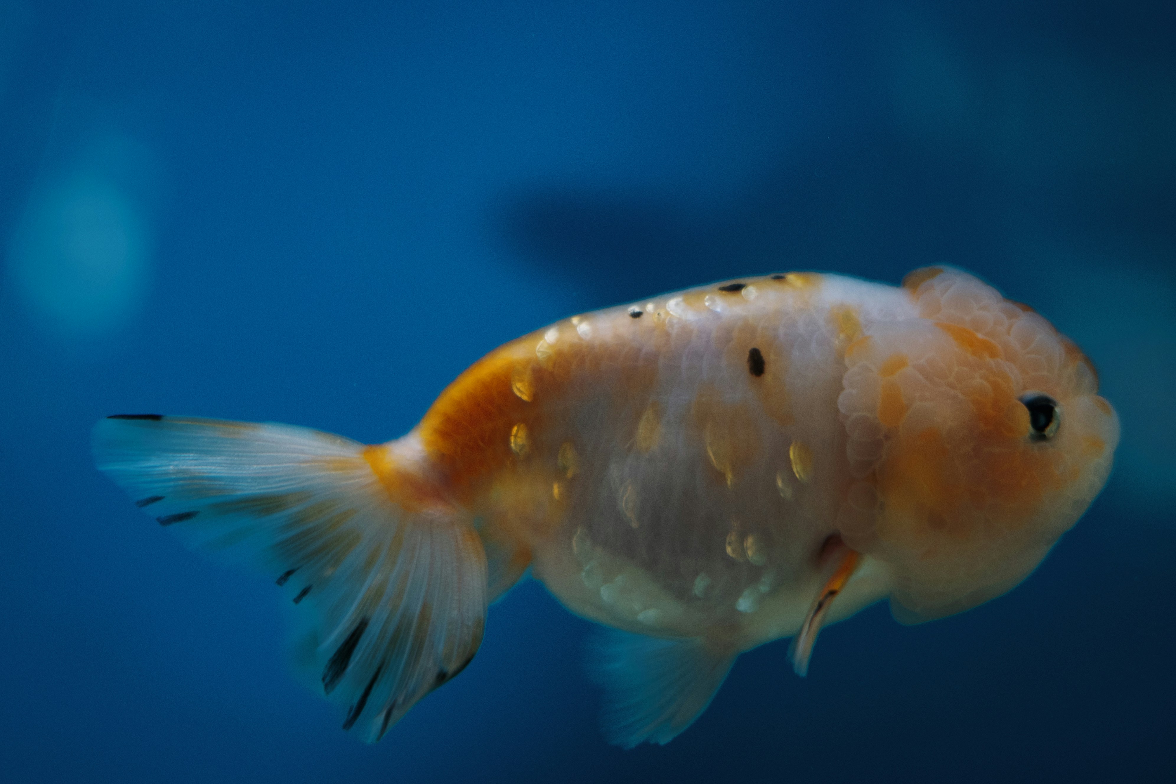 Blob Fish Pictures | Download Free Images on Unsplash