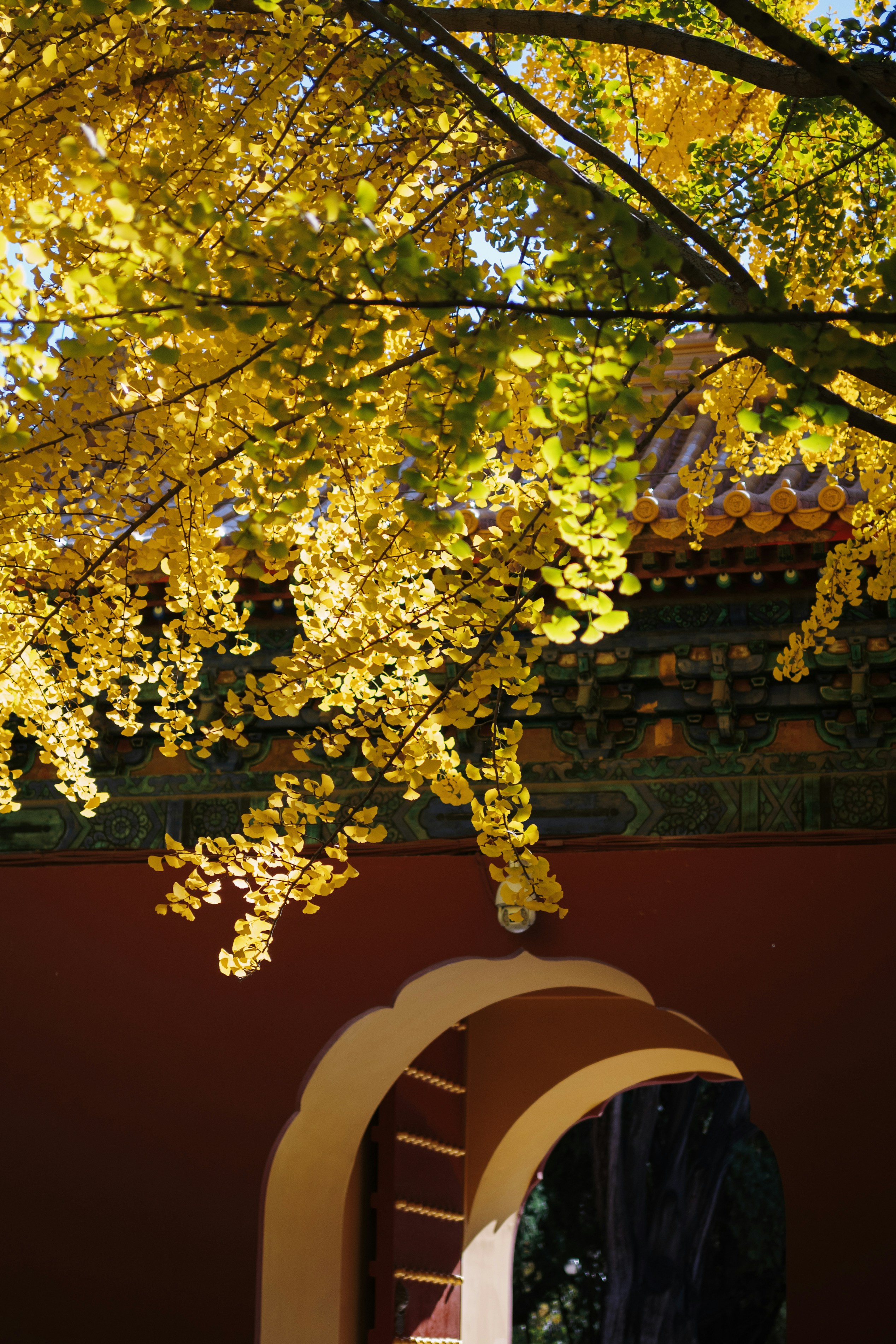 A tree with yellow leaves in front of a building
