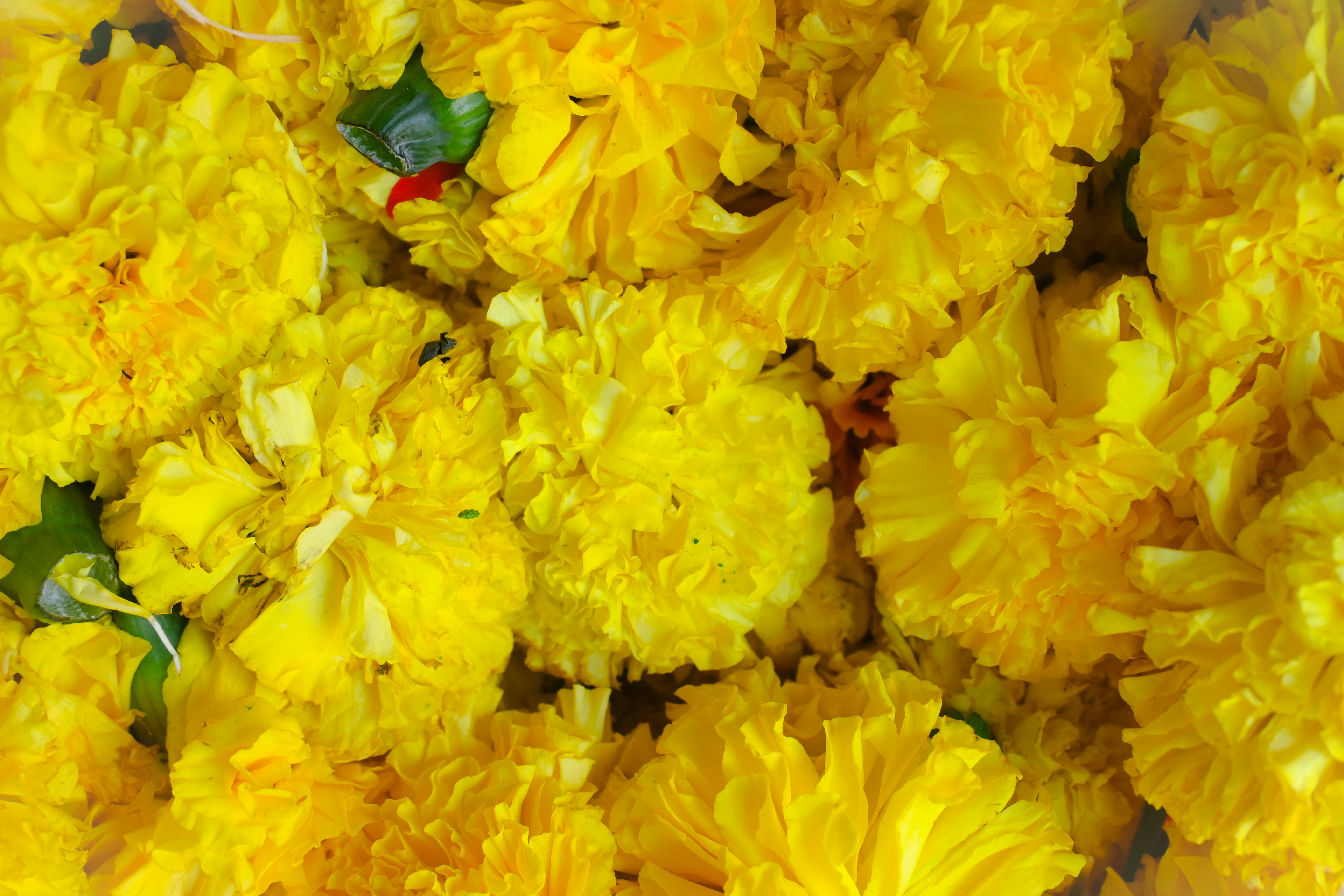 Golden Marigold Mosaic: A Close-Up of Sun-Warmed Petals