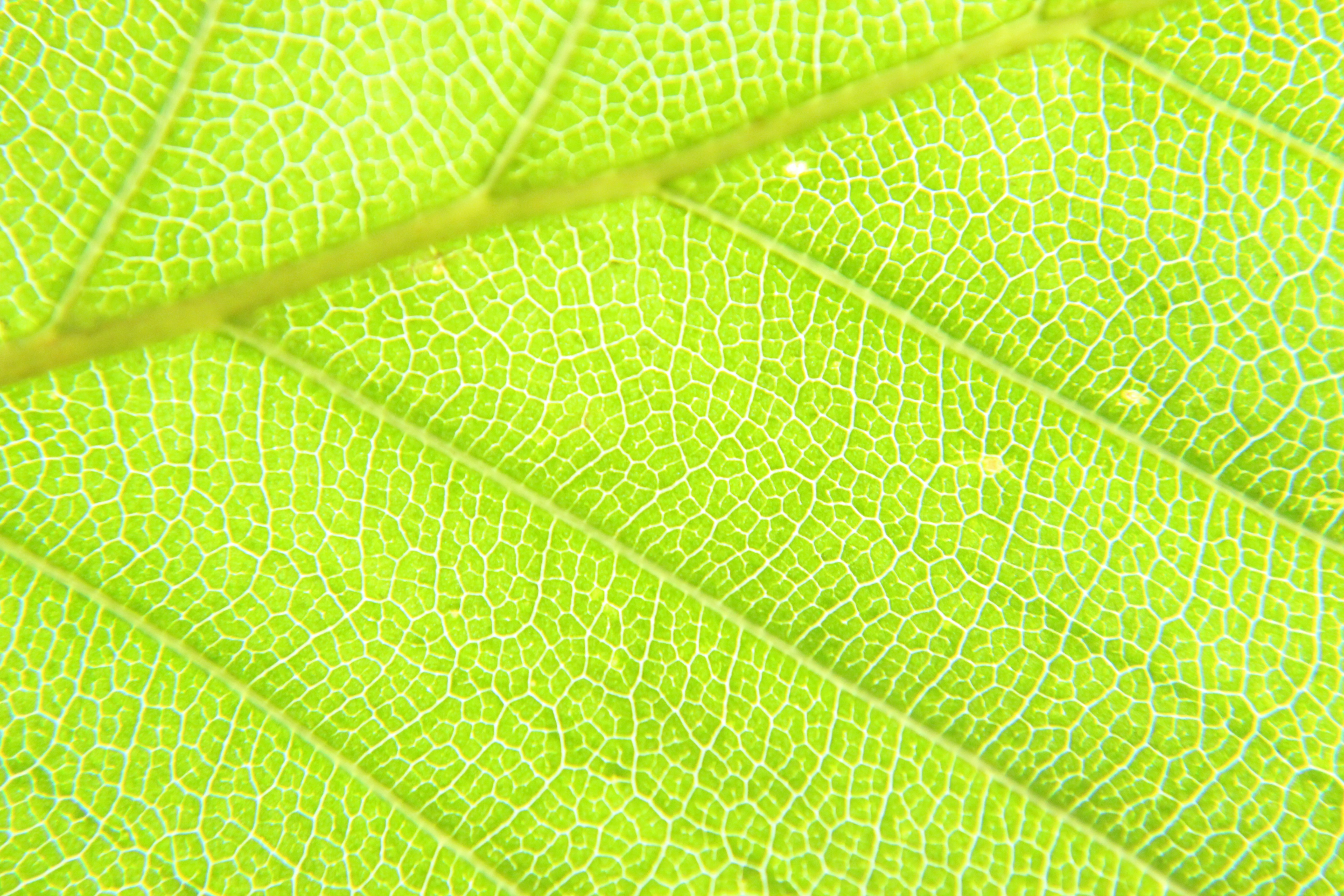Vein Lattice Under Sunlight: Close-Up of Leaf Venation