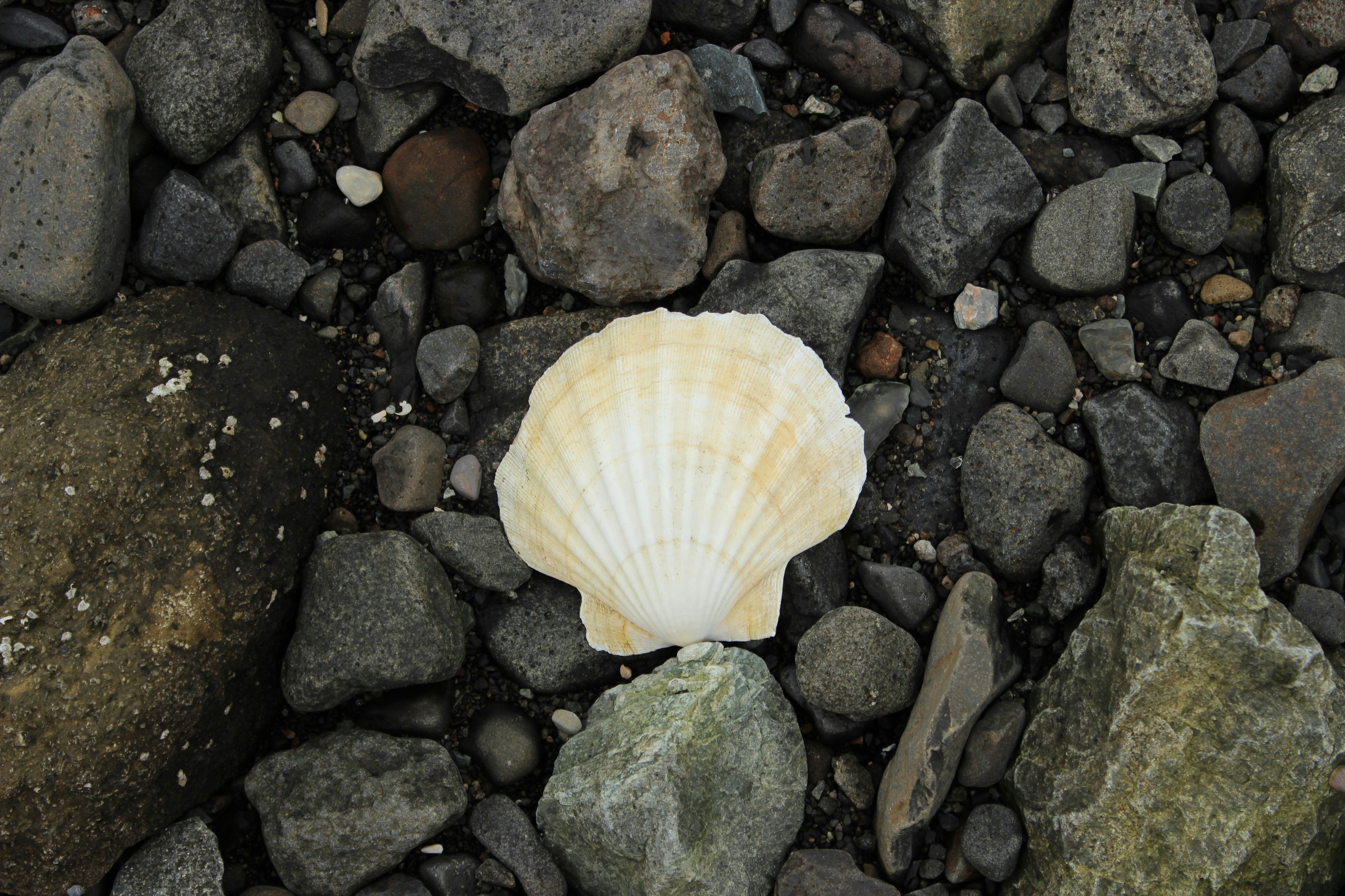 A shell is sitting on a rocky beach photo – Free Beach Image on Unsplash