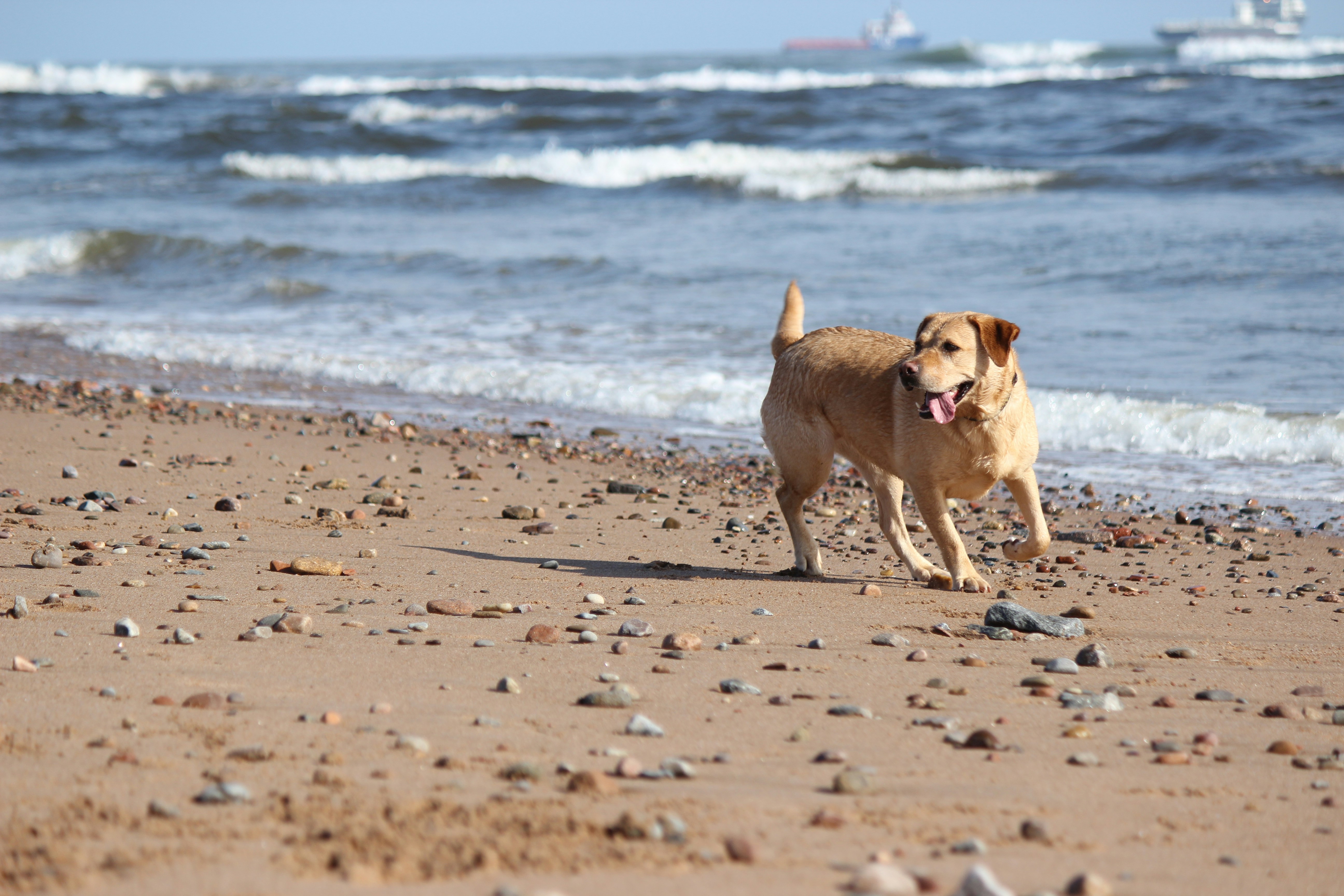 Labrador retriever running along a pebble-strewn beach with ocean waves in the background.