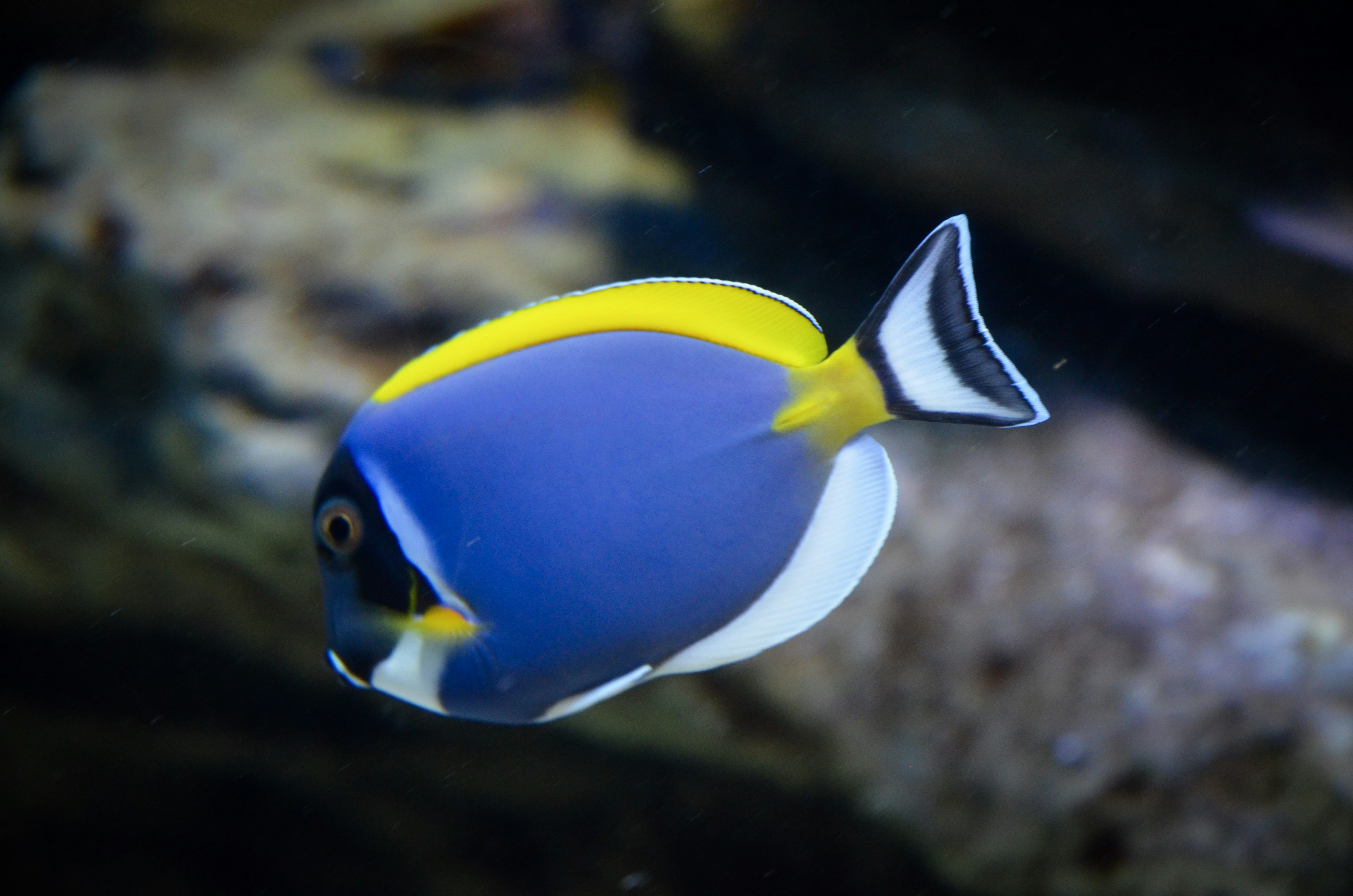 A blue and yellow fish in an aquarium photo – Free Wallpaper Image on ...