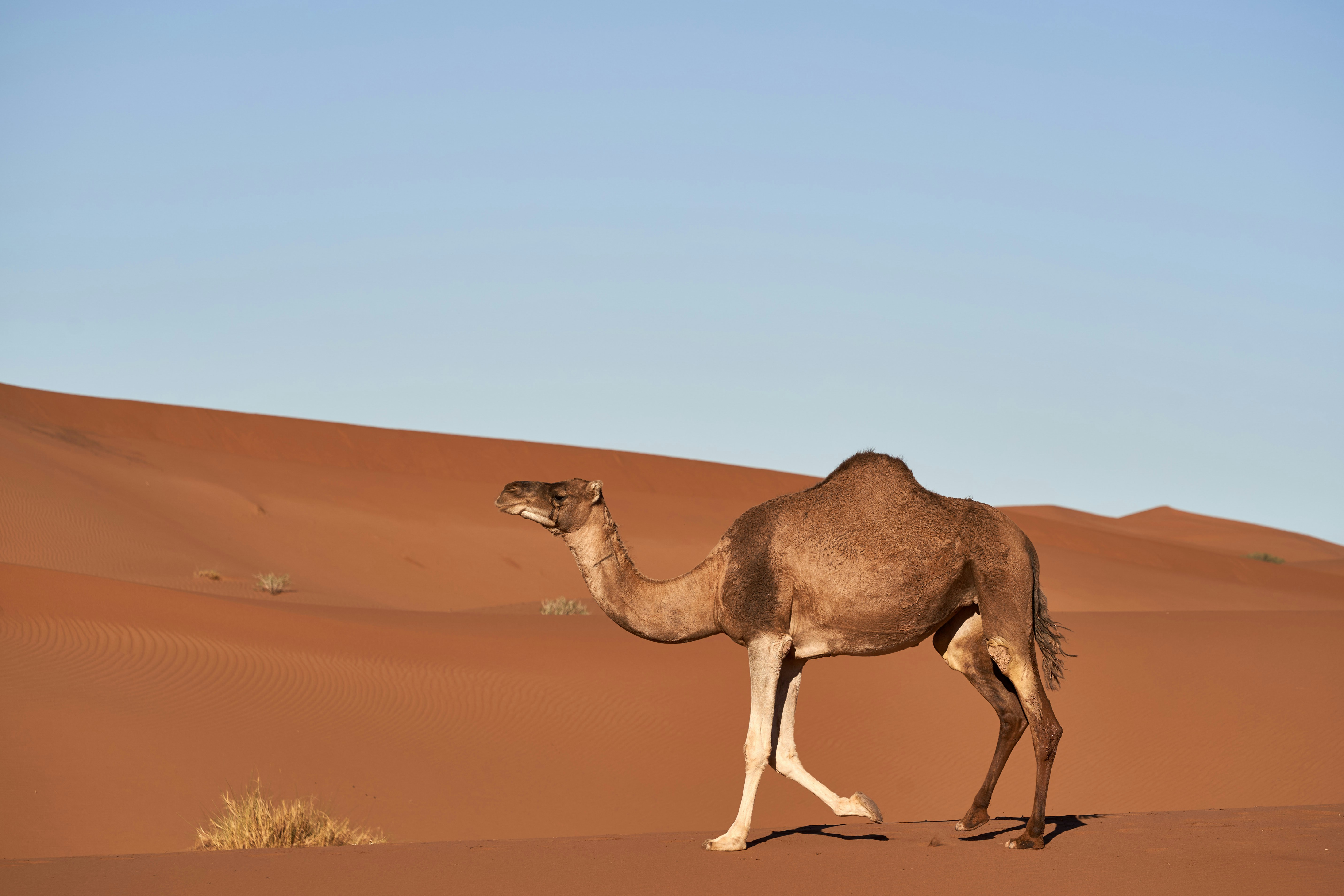 Photo by Wolfgang Hasselmann with Sony Alpha 7 III