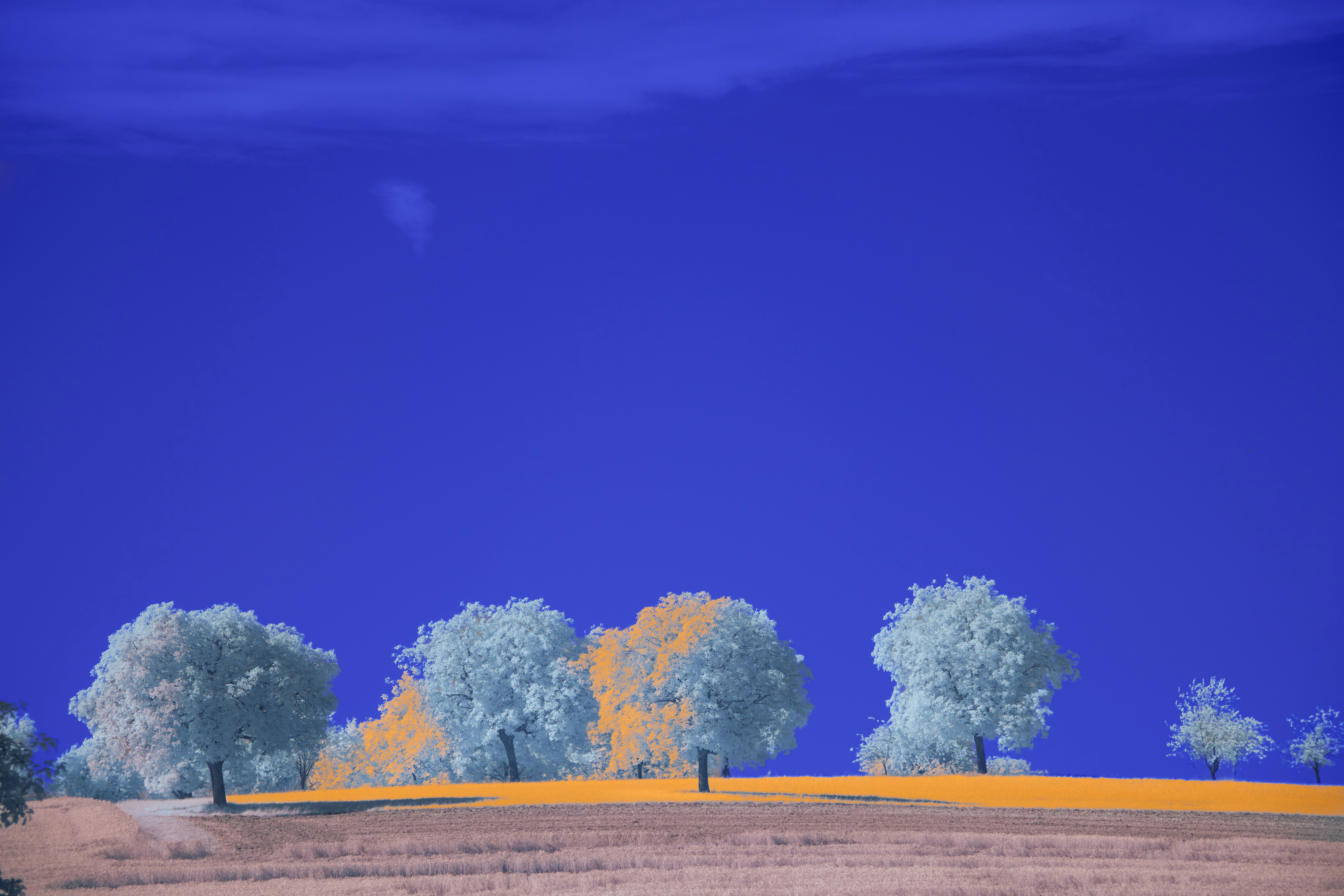 Infrared Horizon: Lone Trees Standing Against a Lapis Sky