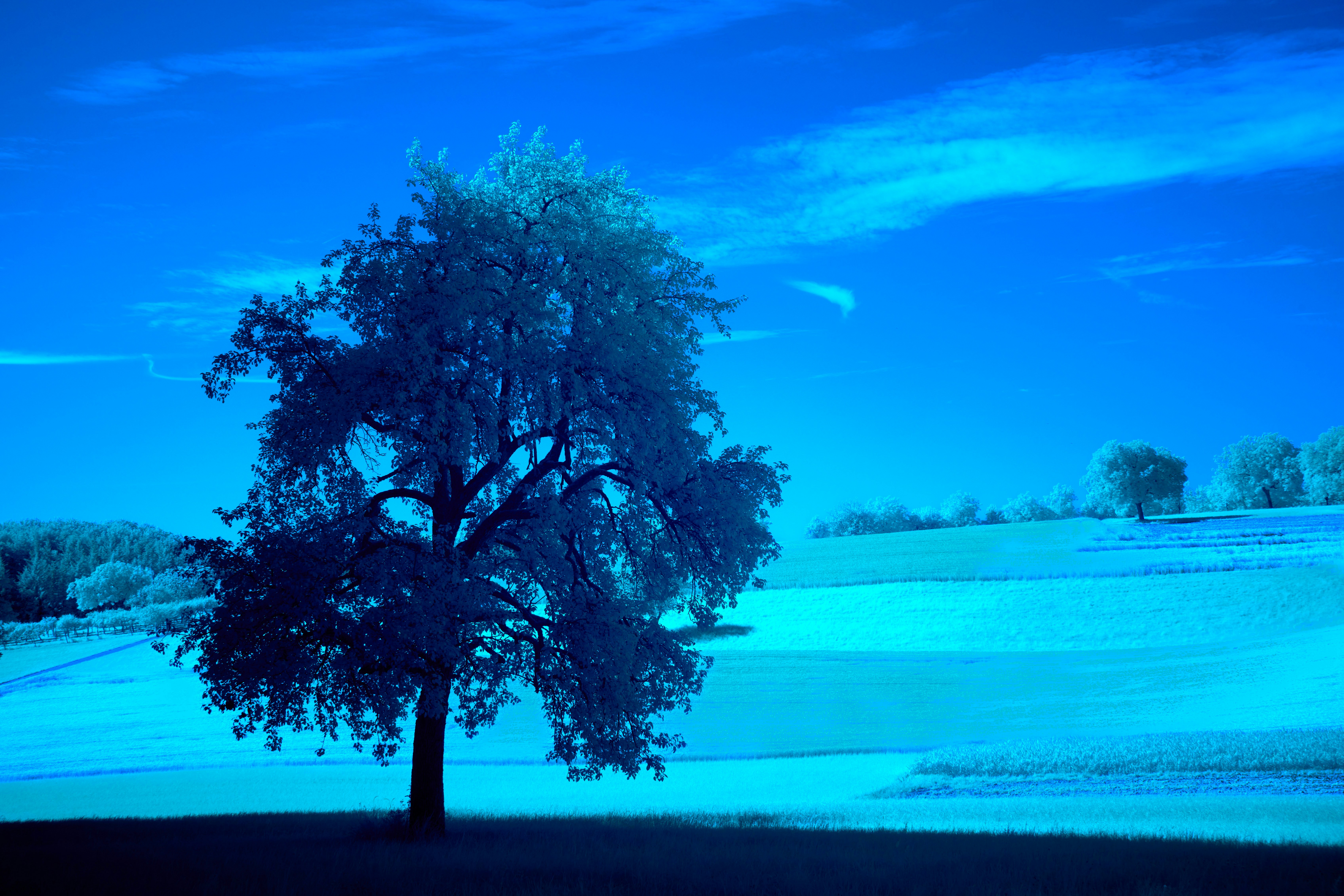 A tree in a field with a blue sky in the background photo – Free Human ...