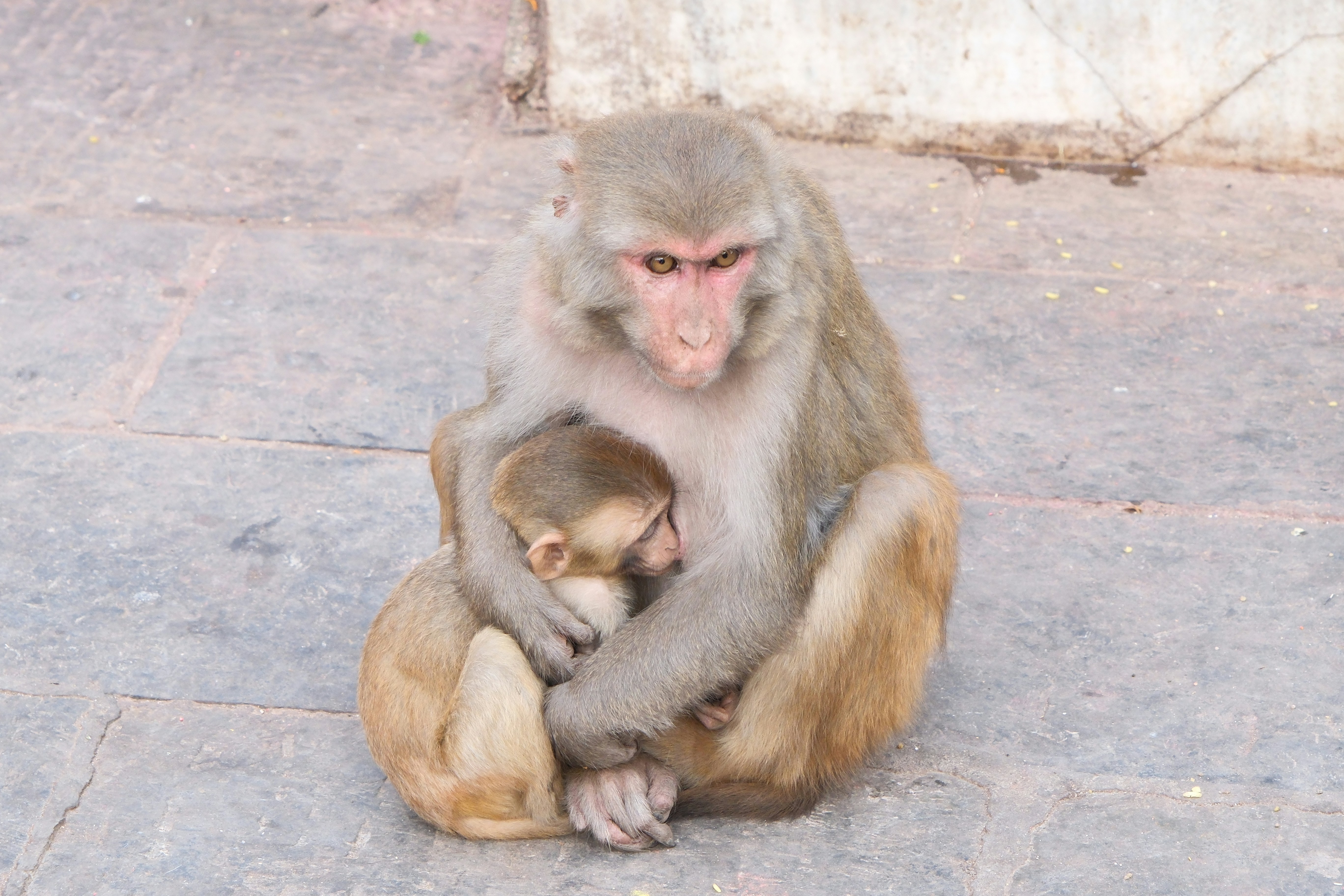 A monkey sitting on the ground holding a baby monkey photo – Free Animal Image on Unsplash