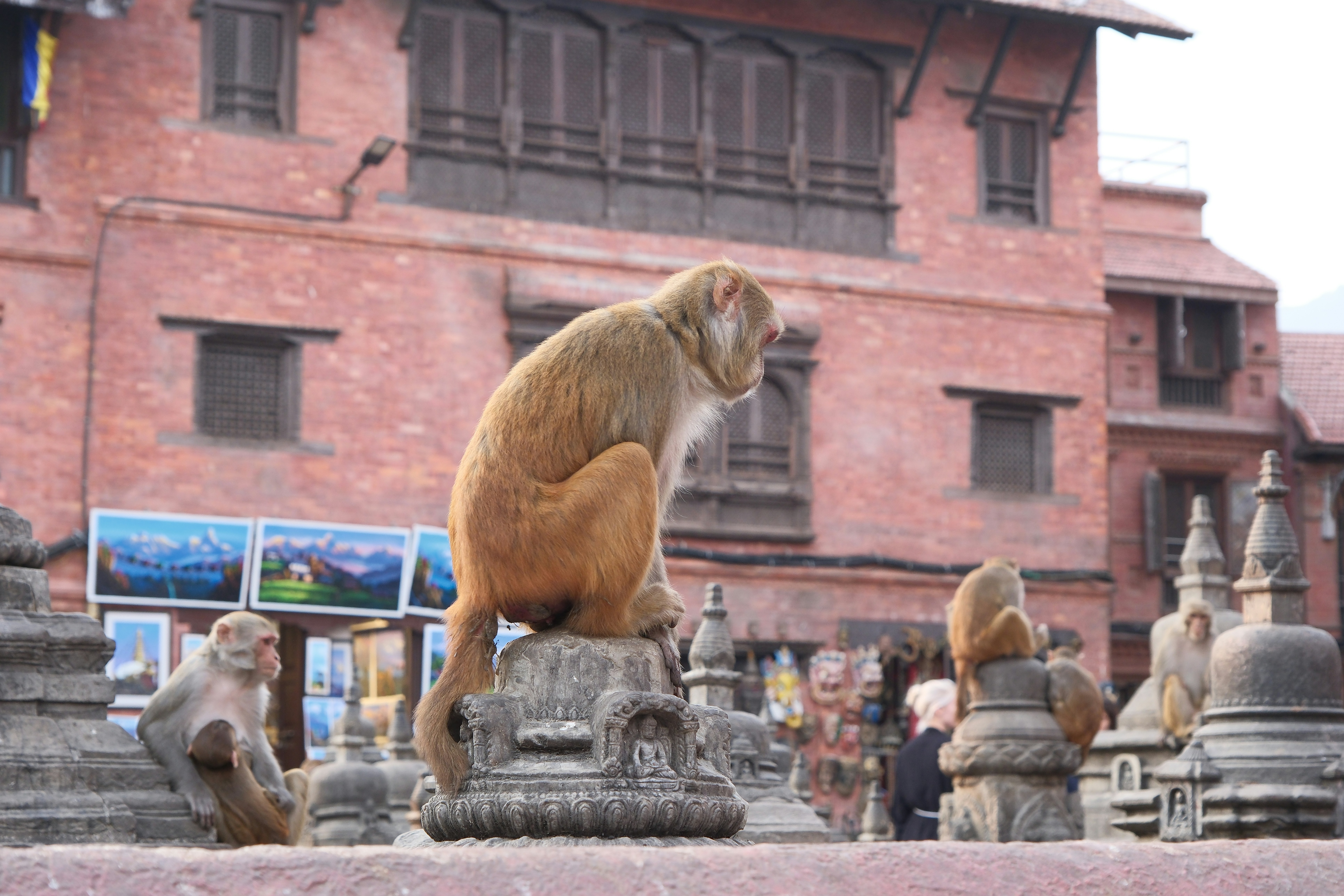 Rhesus Sentinel on a Stone Pedestal in a Nepalese Temple Courtyard